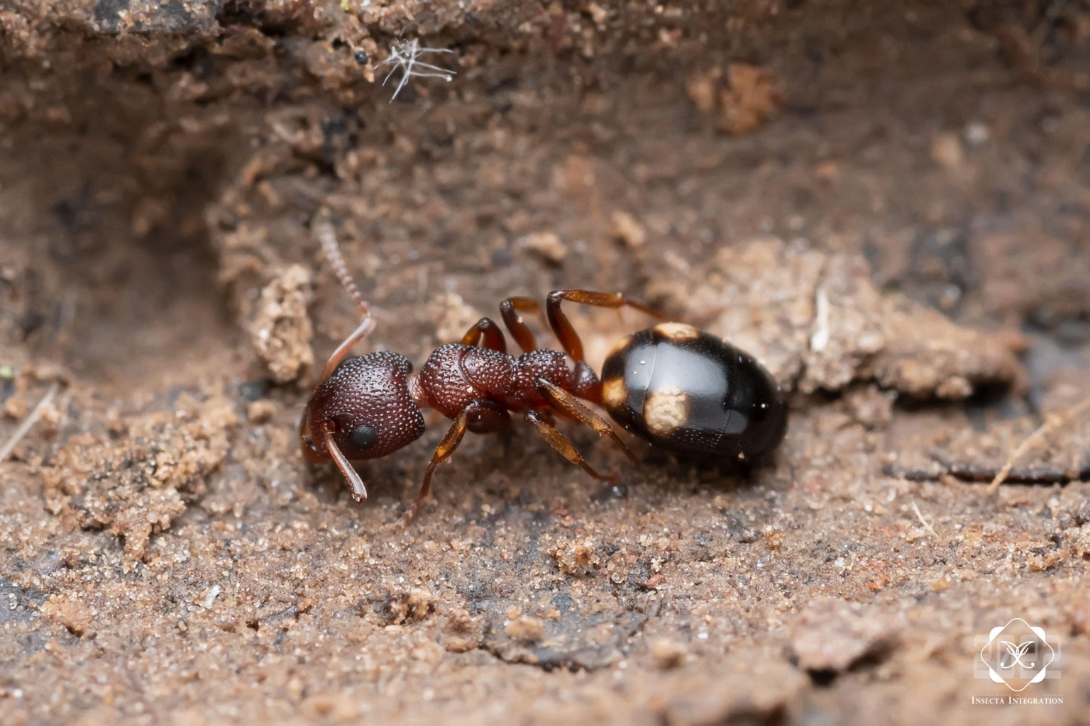 围水之涉 20220507 – IISDW