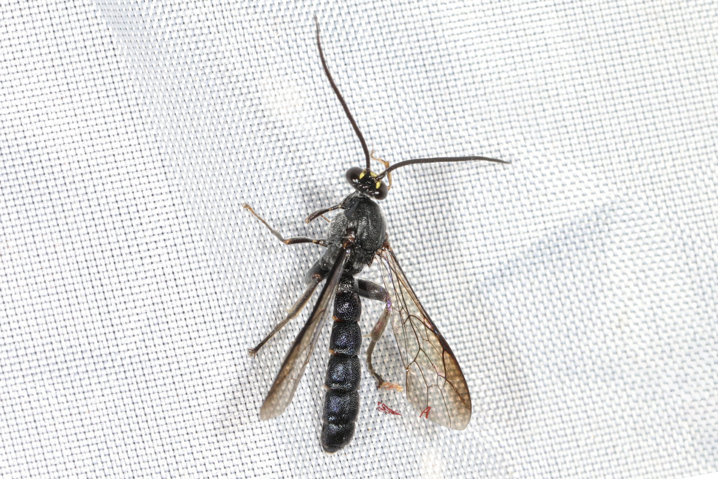 金光盾脸姬蜂 Metopius metallicus – IISDW