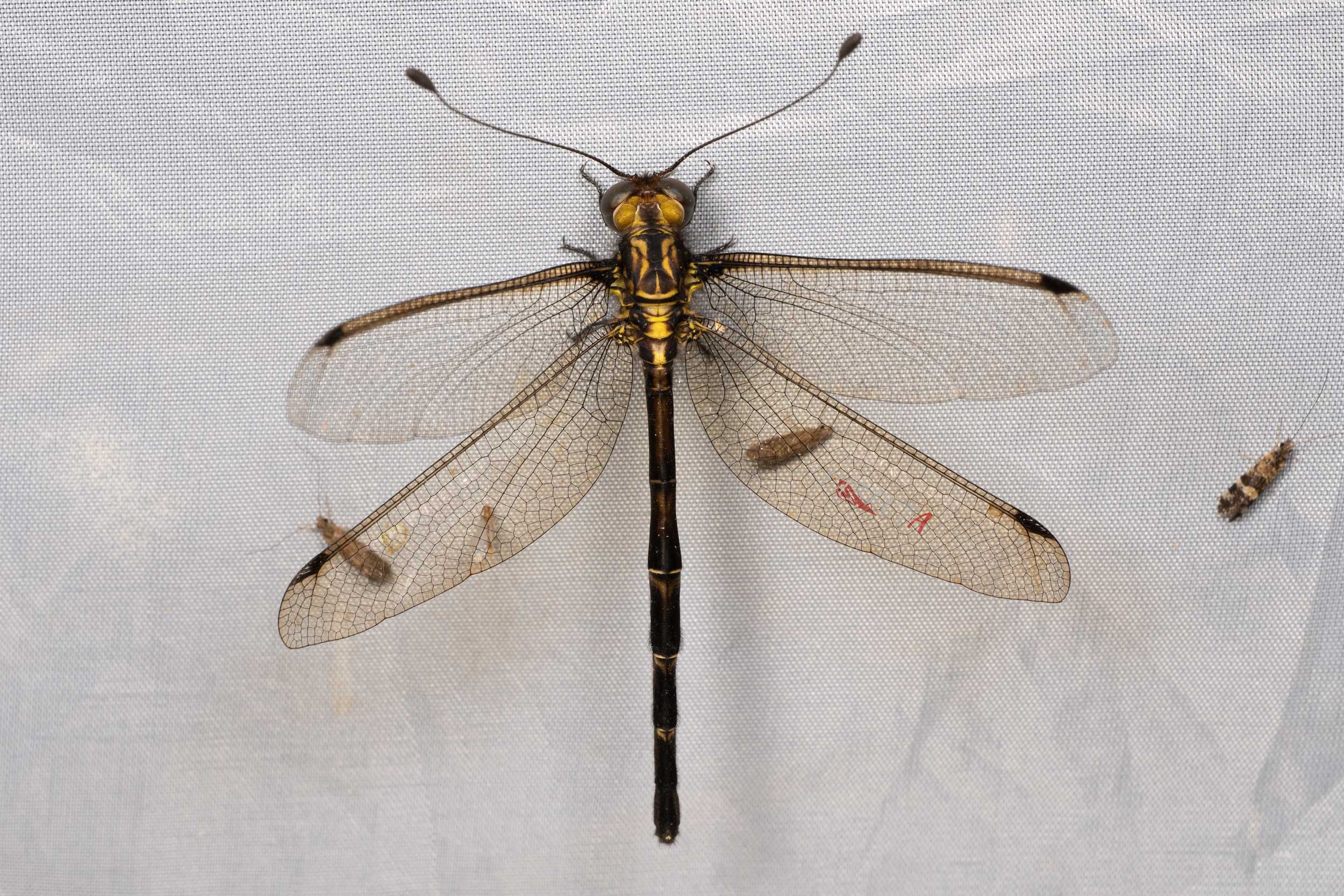 锯角蝶角蛉属 Acheron – IISDW