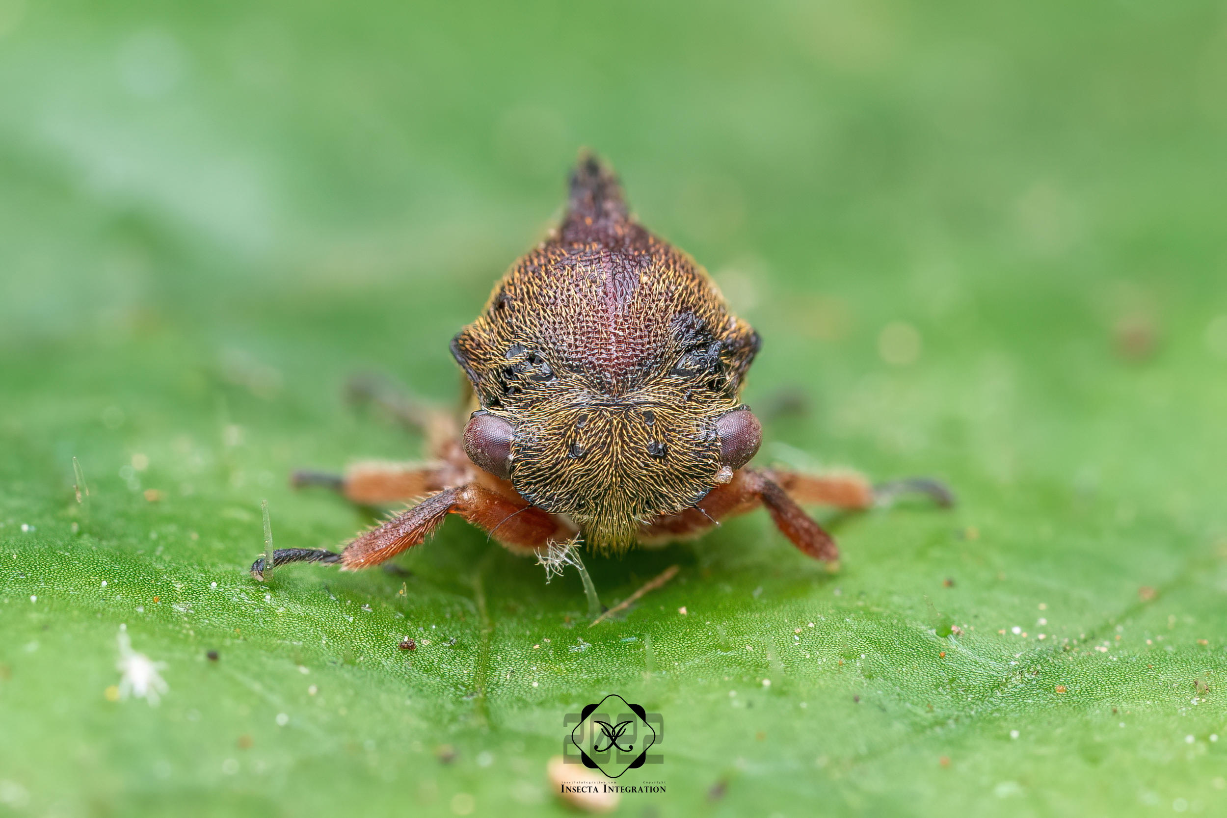 非洲齿瓣角蝉 Lobocentrus africanus – IISDW