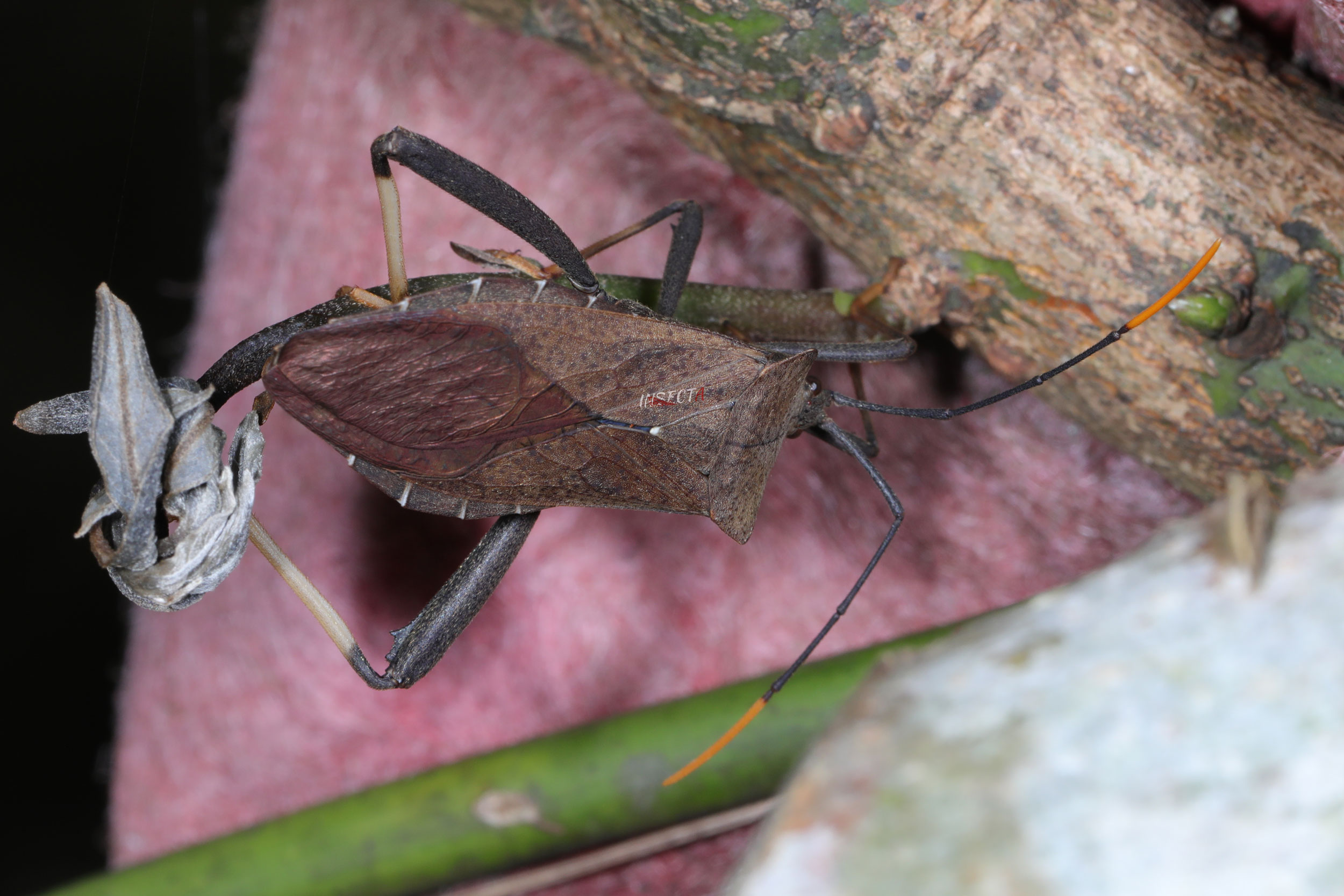 黄胫侎缘蝽 Mictis serina – IISDW