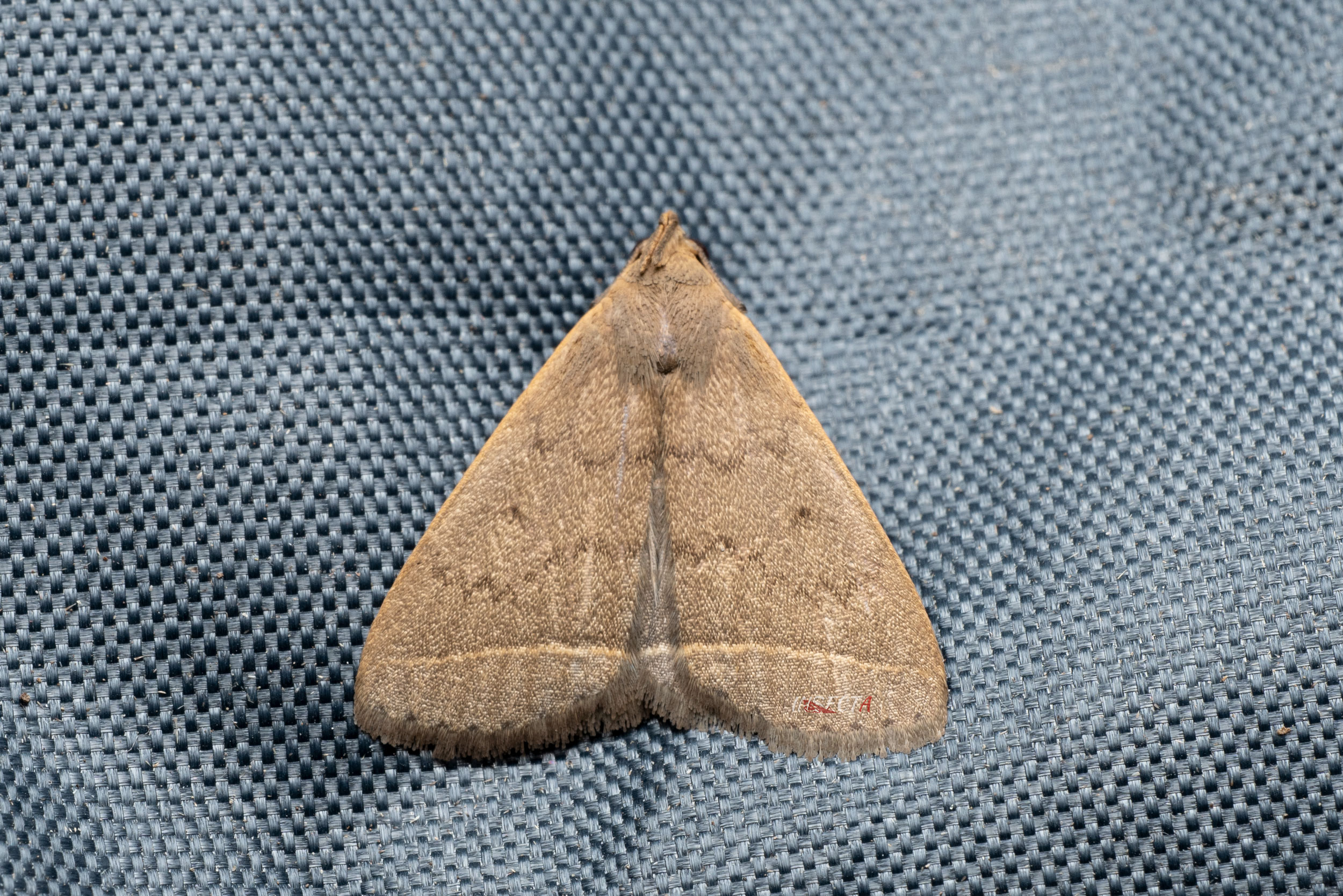 黑点贫夜蛾 Simplicia rectalis – IISDW