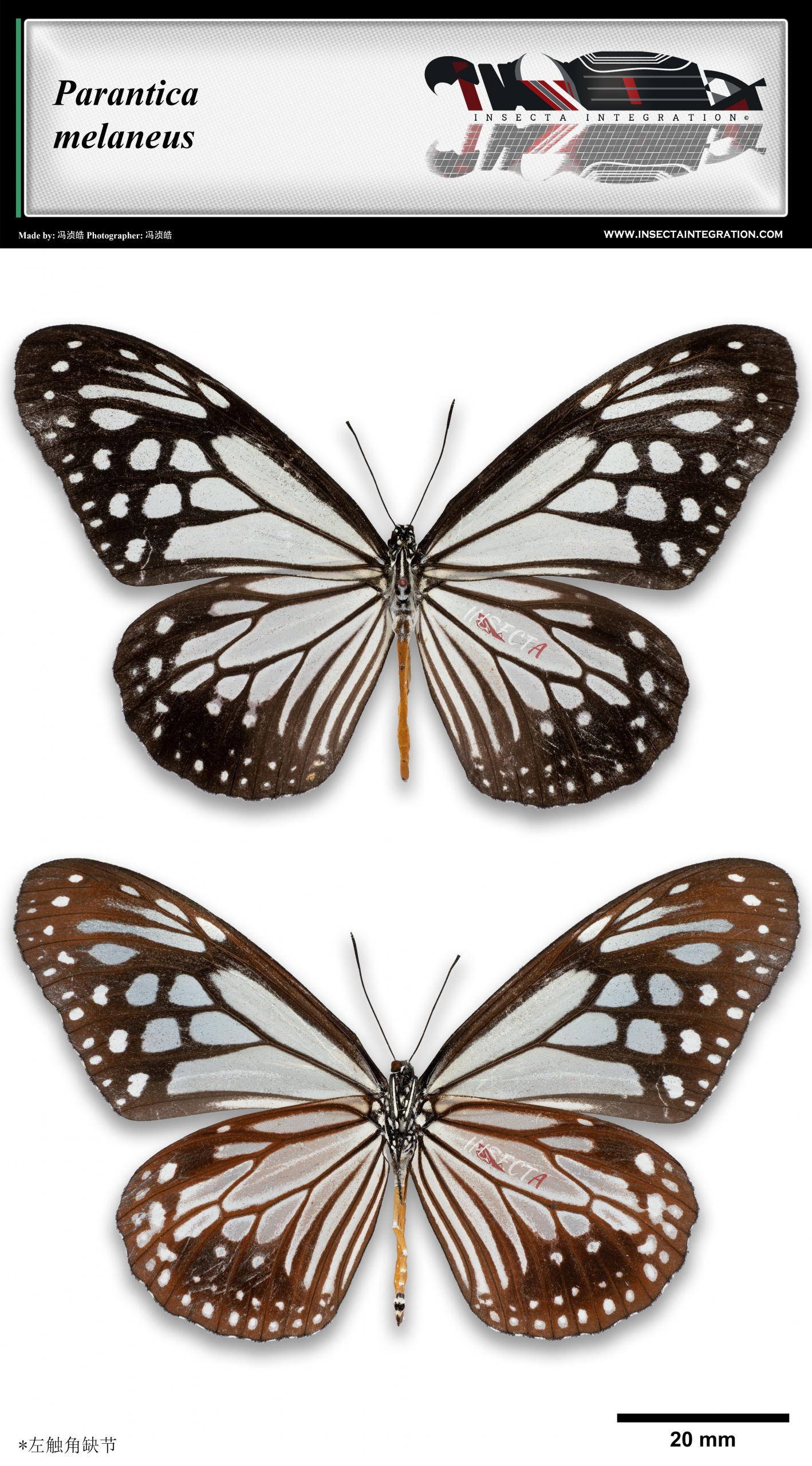 黑绢斑蝶 Parantica melaneus – IISDW