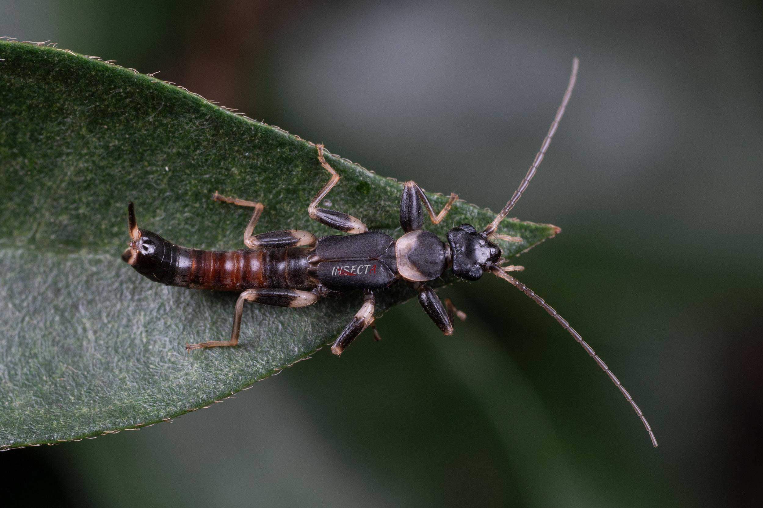丝尾螋科 Diplatyidae – IISDW