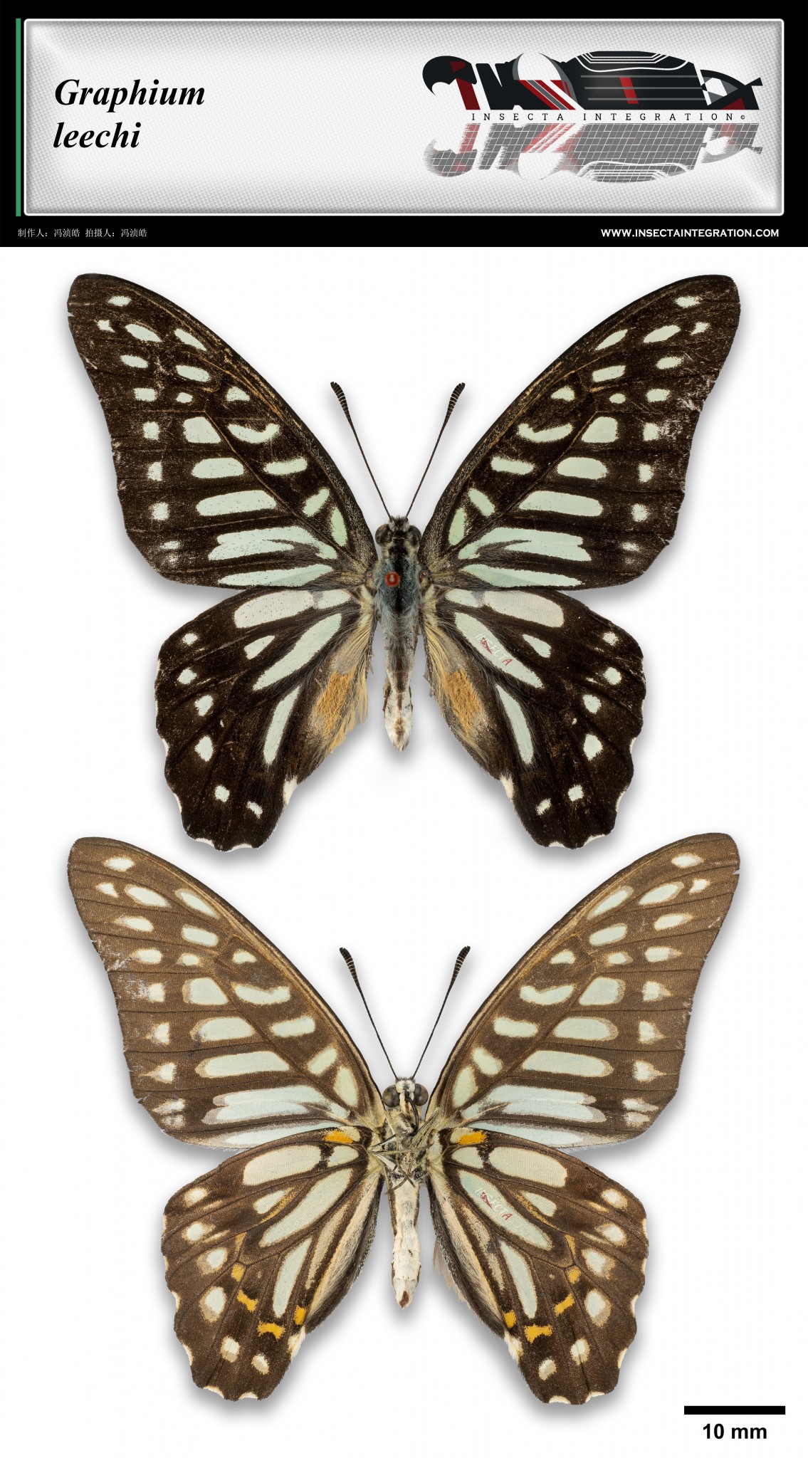 黎氏青凤蝶 Graphium leechi – IISDW