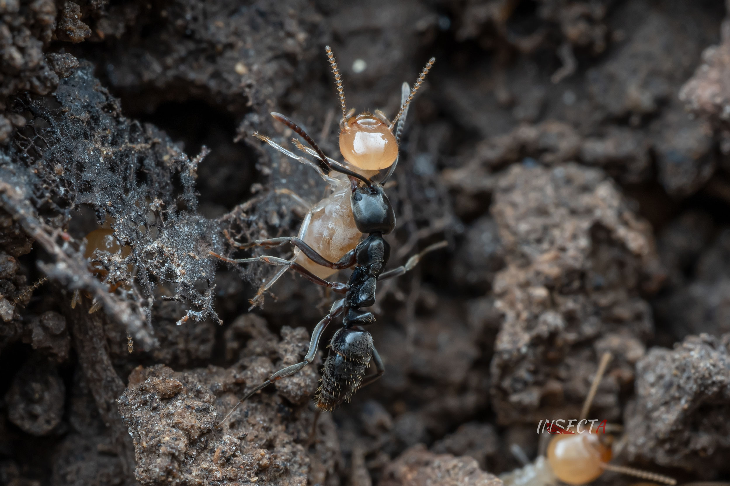 中华短猛蚁 Brachyponera chinensis – IISDW
