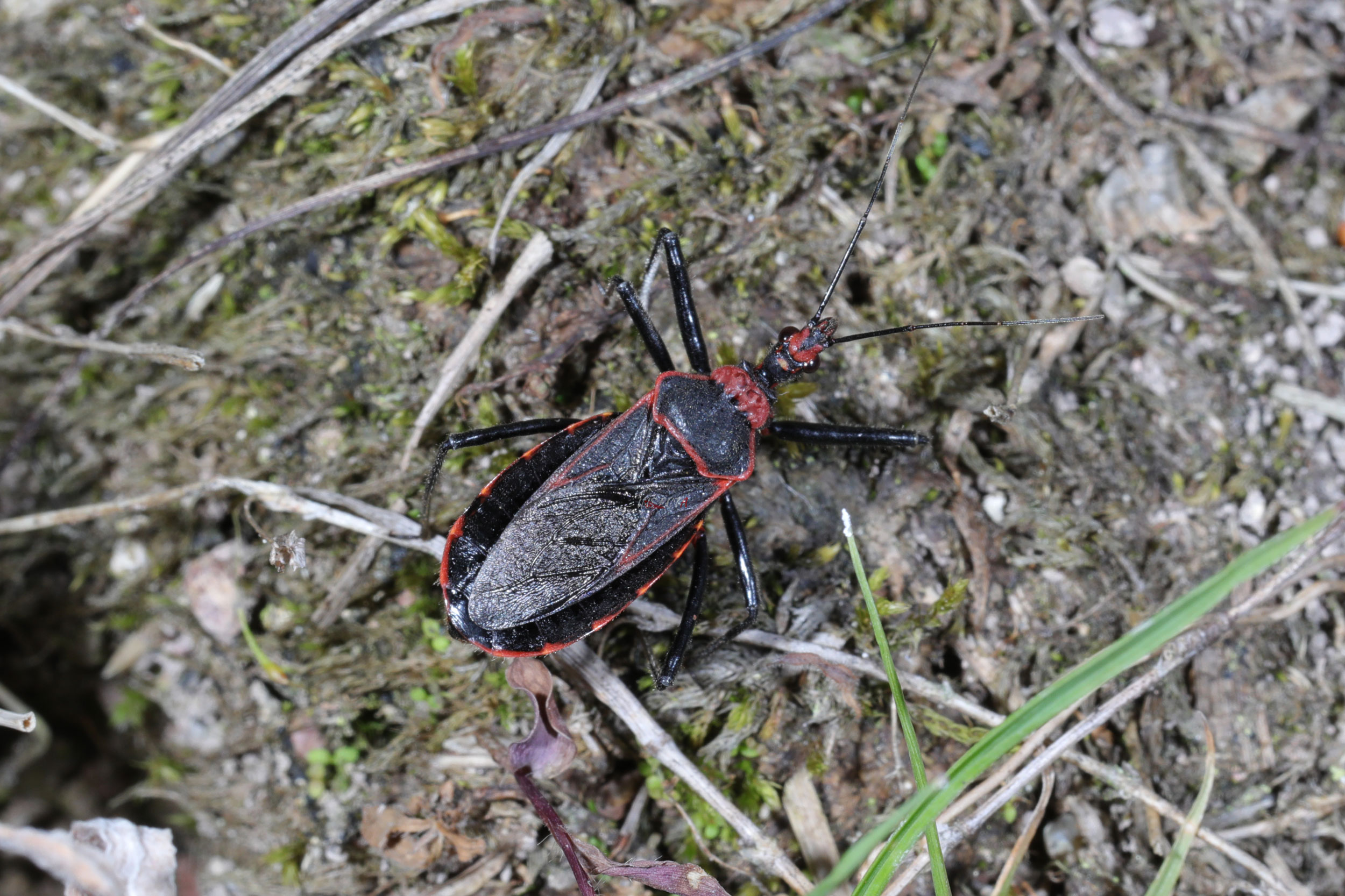 云斑瑞猎蝽 Rhynocoris incertis – IISDW