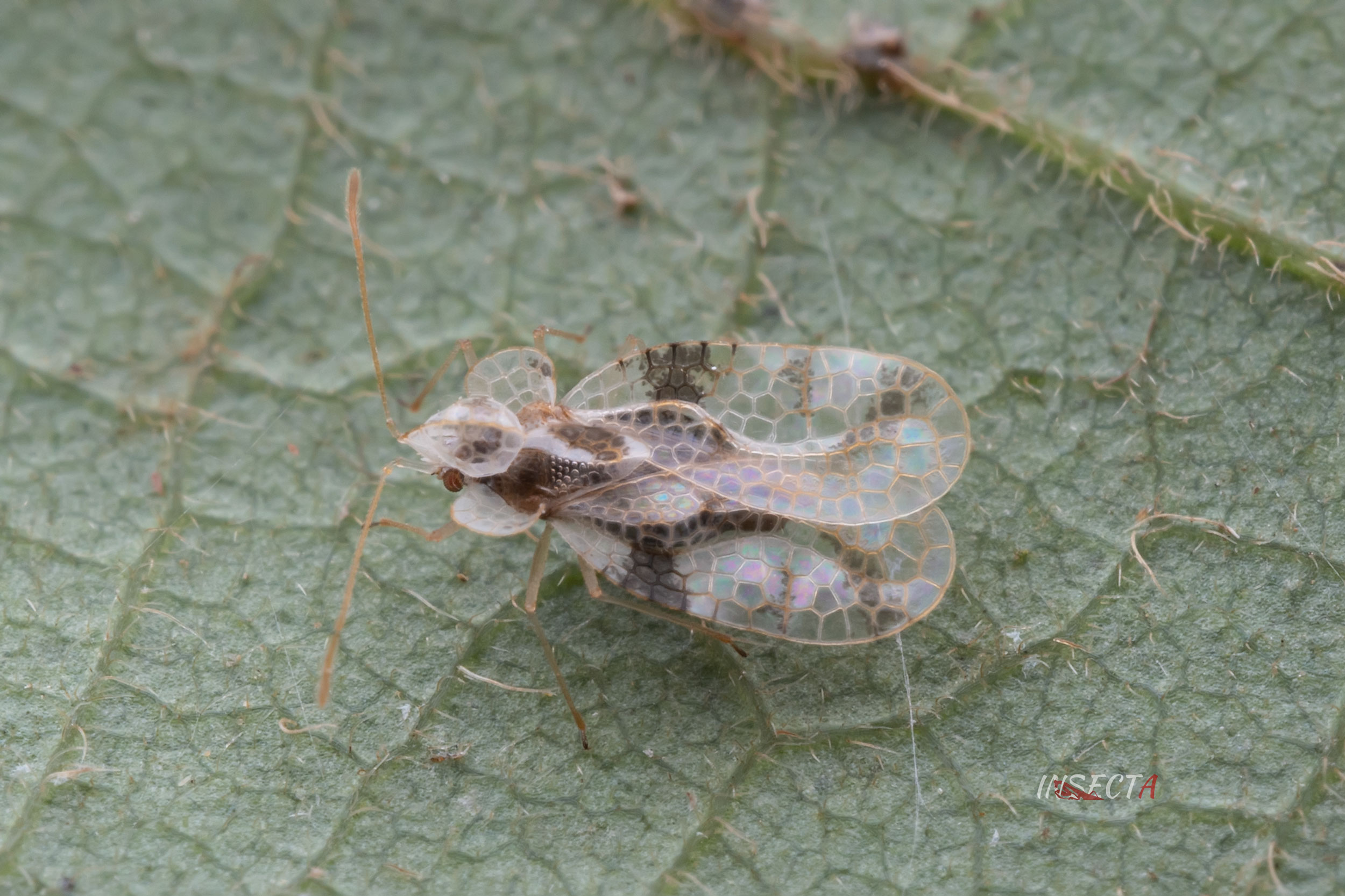 杜鹃冠网蝽 Stephanitis pyriodes – IISDW