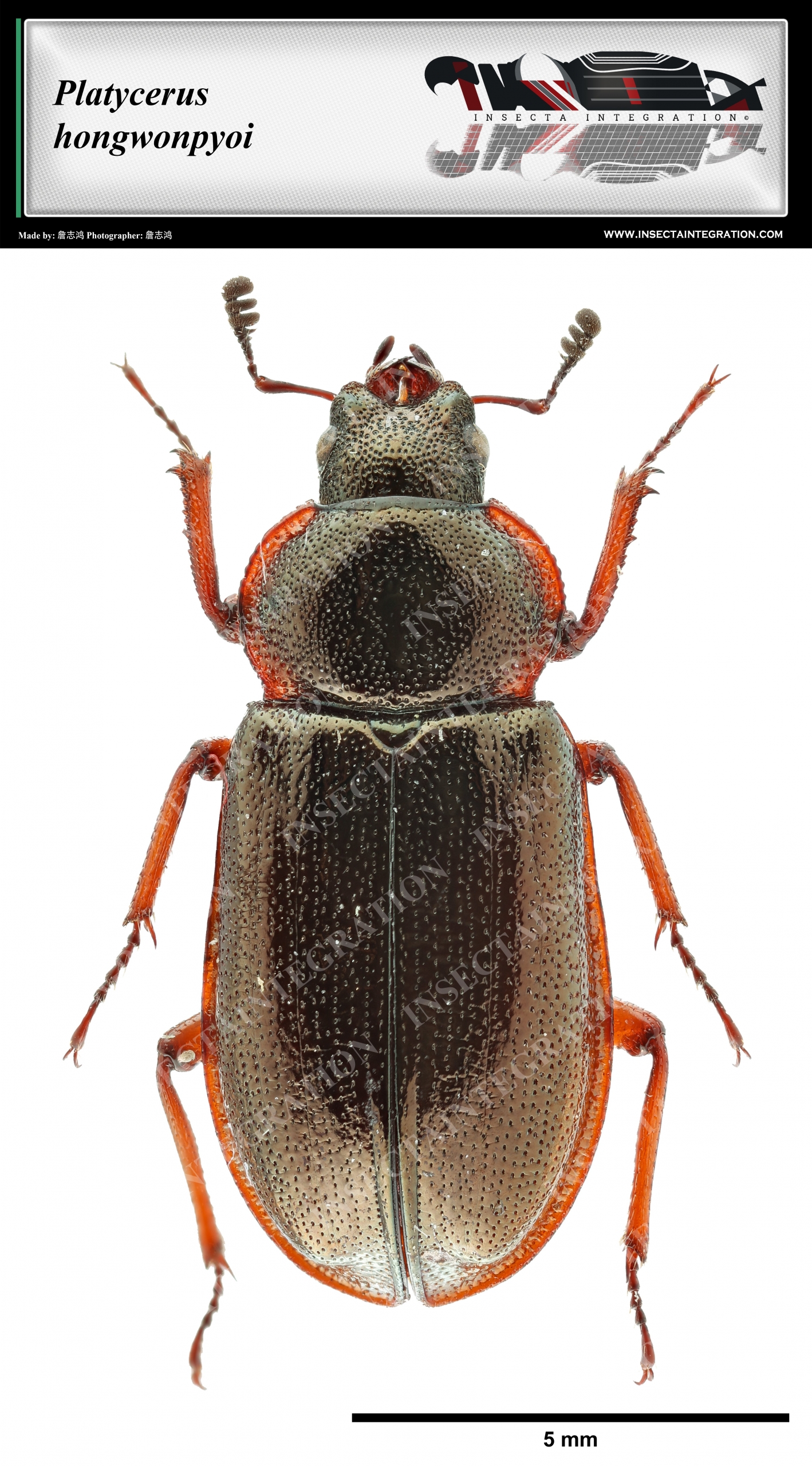 琉璃锹甲属 Platycerus – IISDW