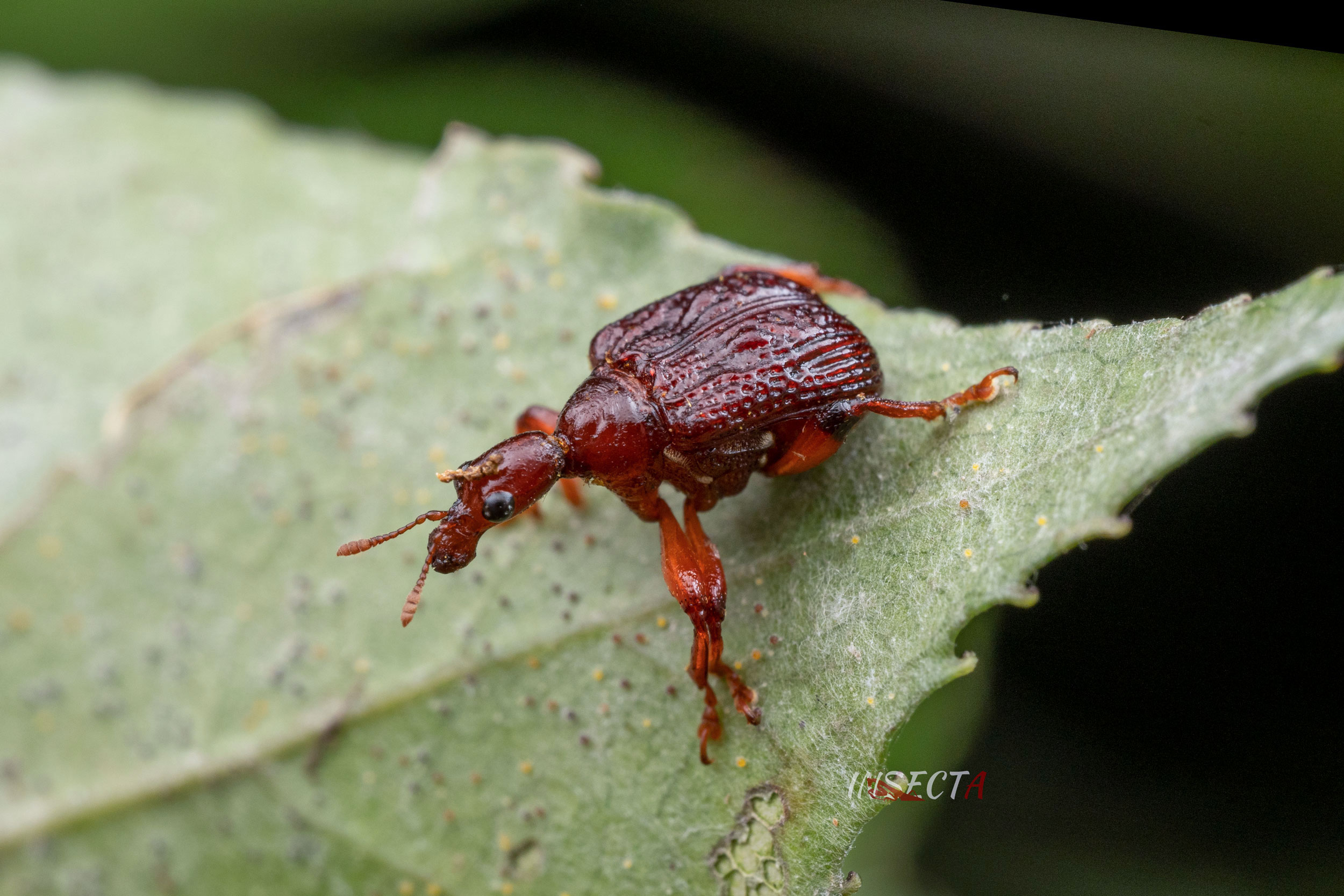 卷象科 Attelabidae – IISDW
