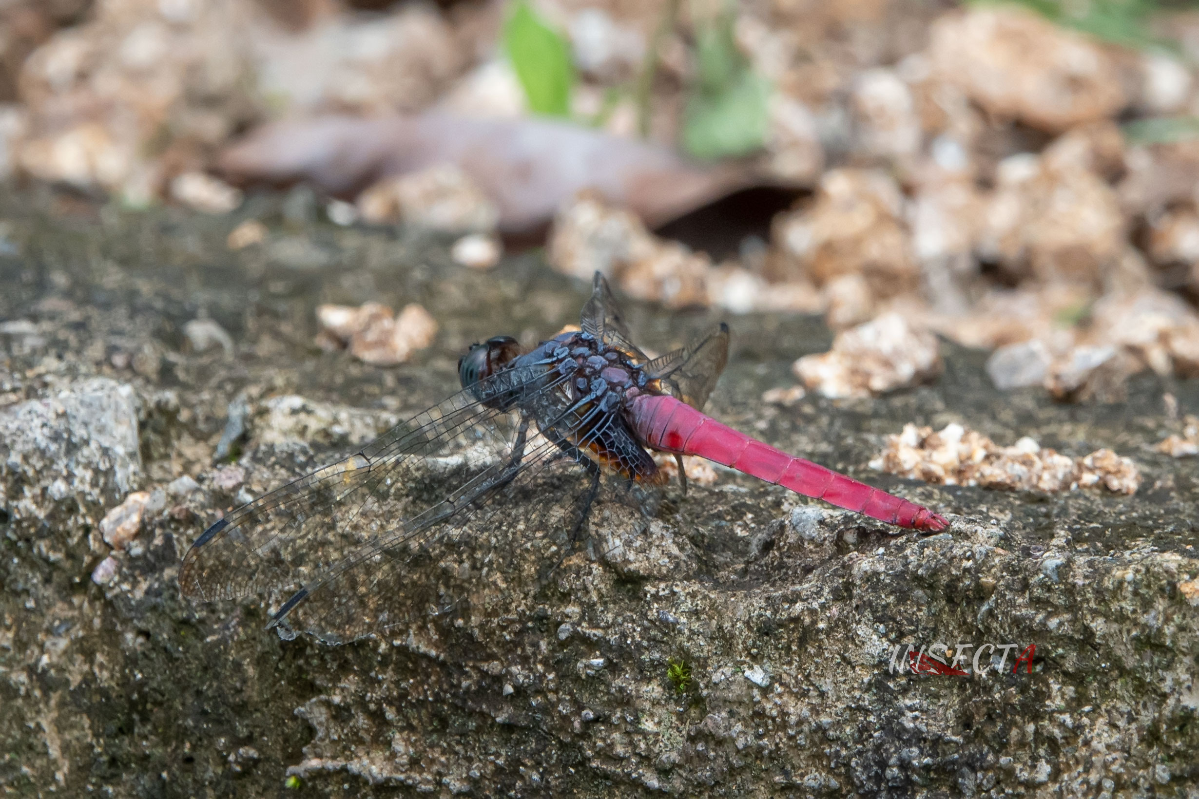 灰蜻属 Orthetrum – IISDW