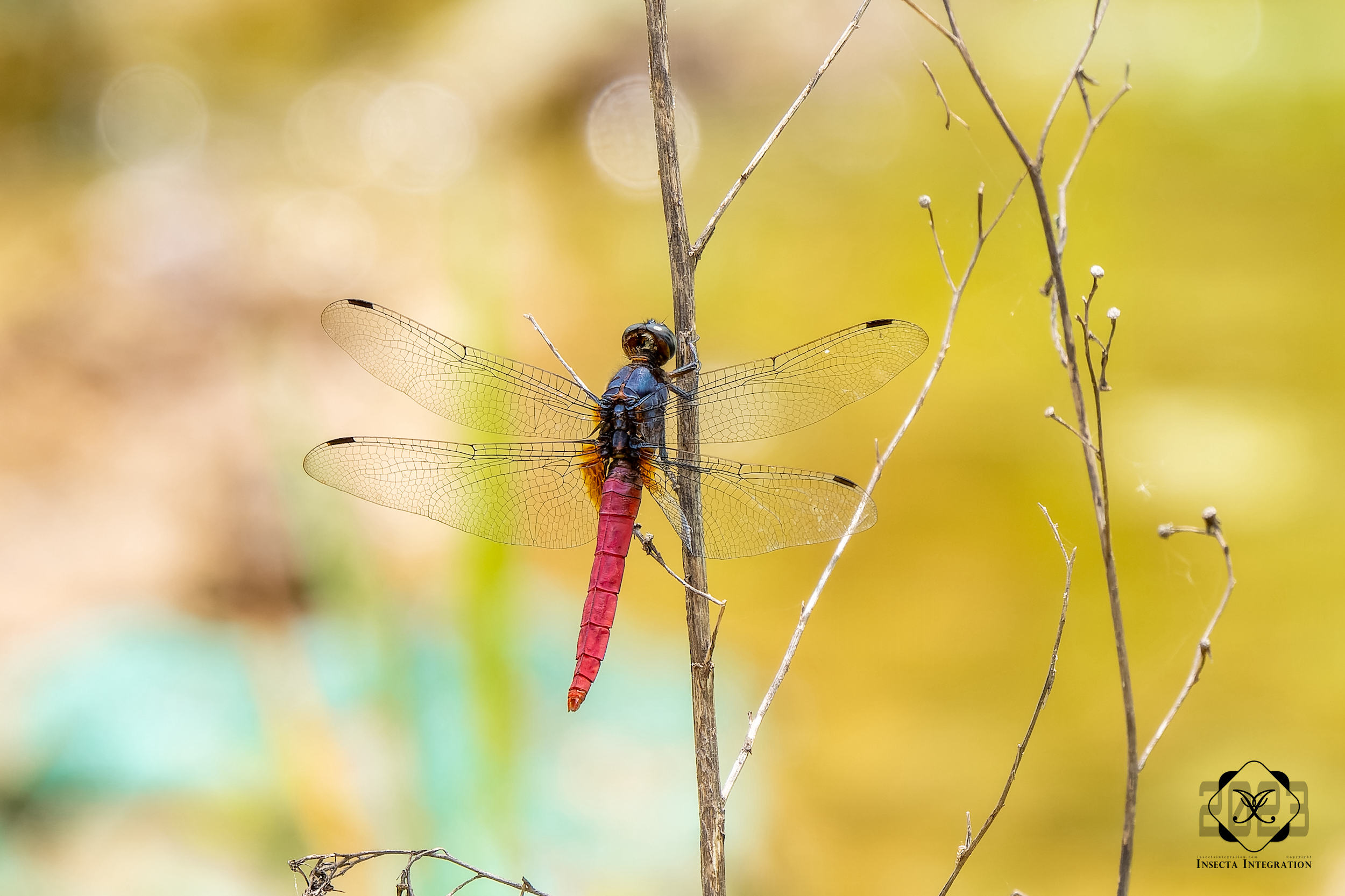 灰蜻属 Orthetrum – IISDW