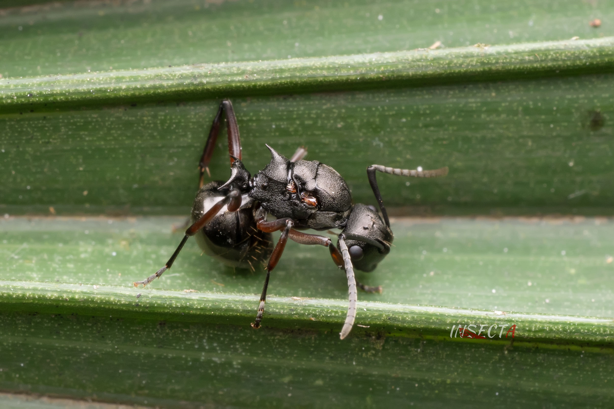 麦氏多刺蚁 Polyrhachis moesta – IISDW