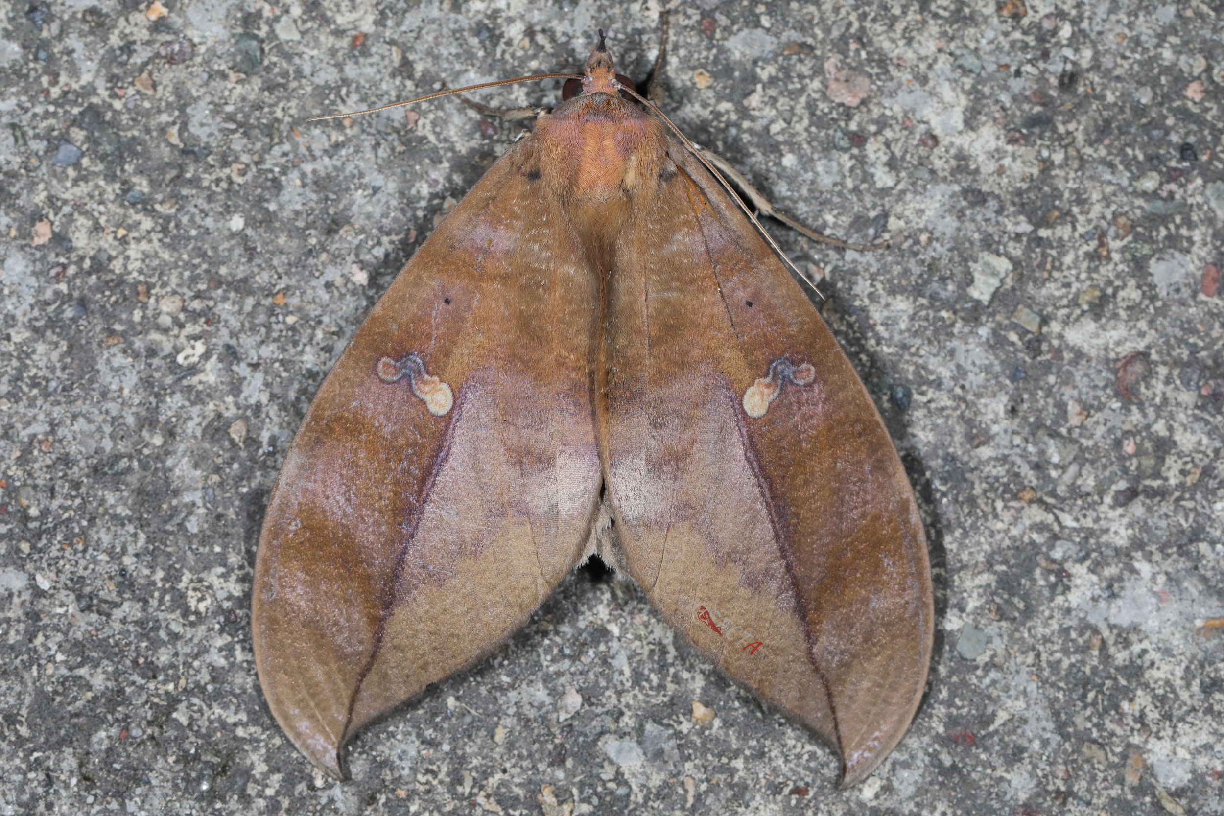 黄带拟叶夜蛾 Phyllodes eyndhovii – IISDW