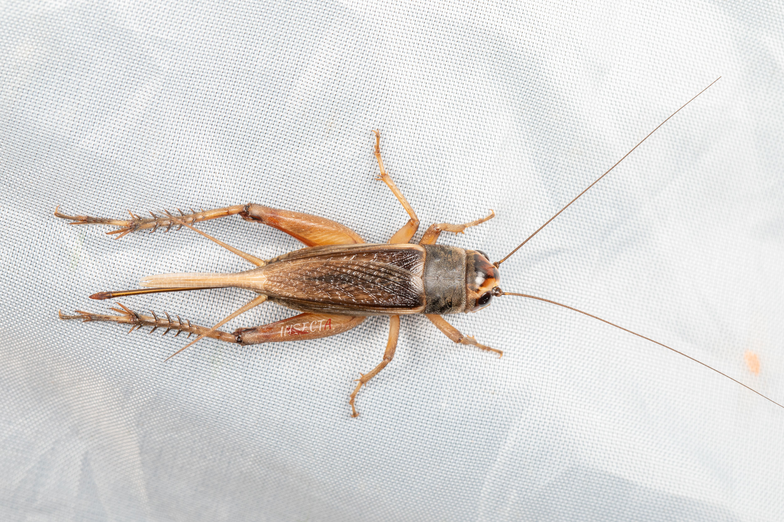 黄脸油葫芦 Teleogryllus emma – IISDW