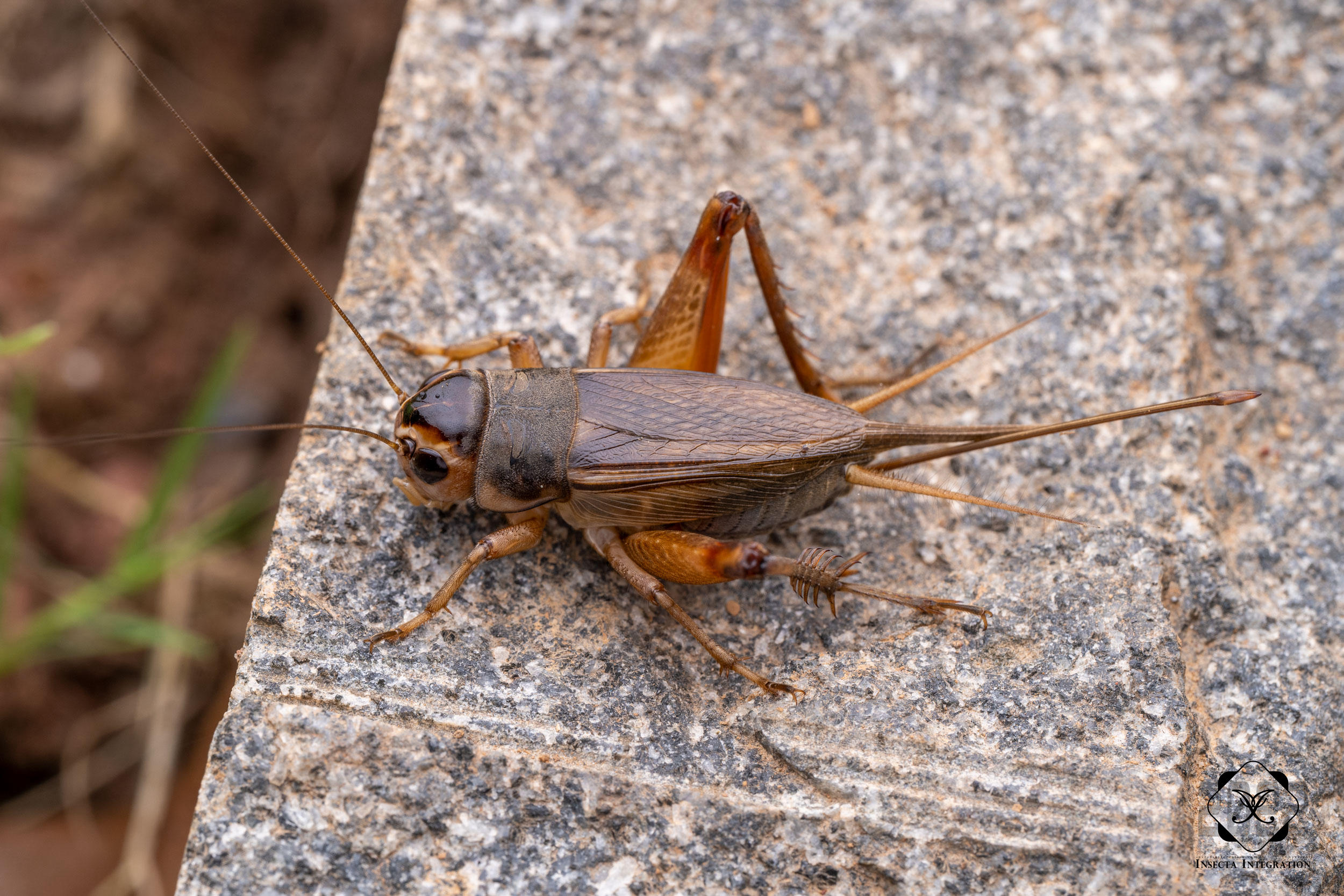 黄脸油葫芦 Teleogryllus emma – IISDW