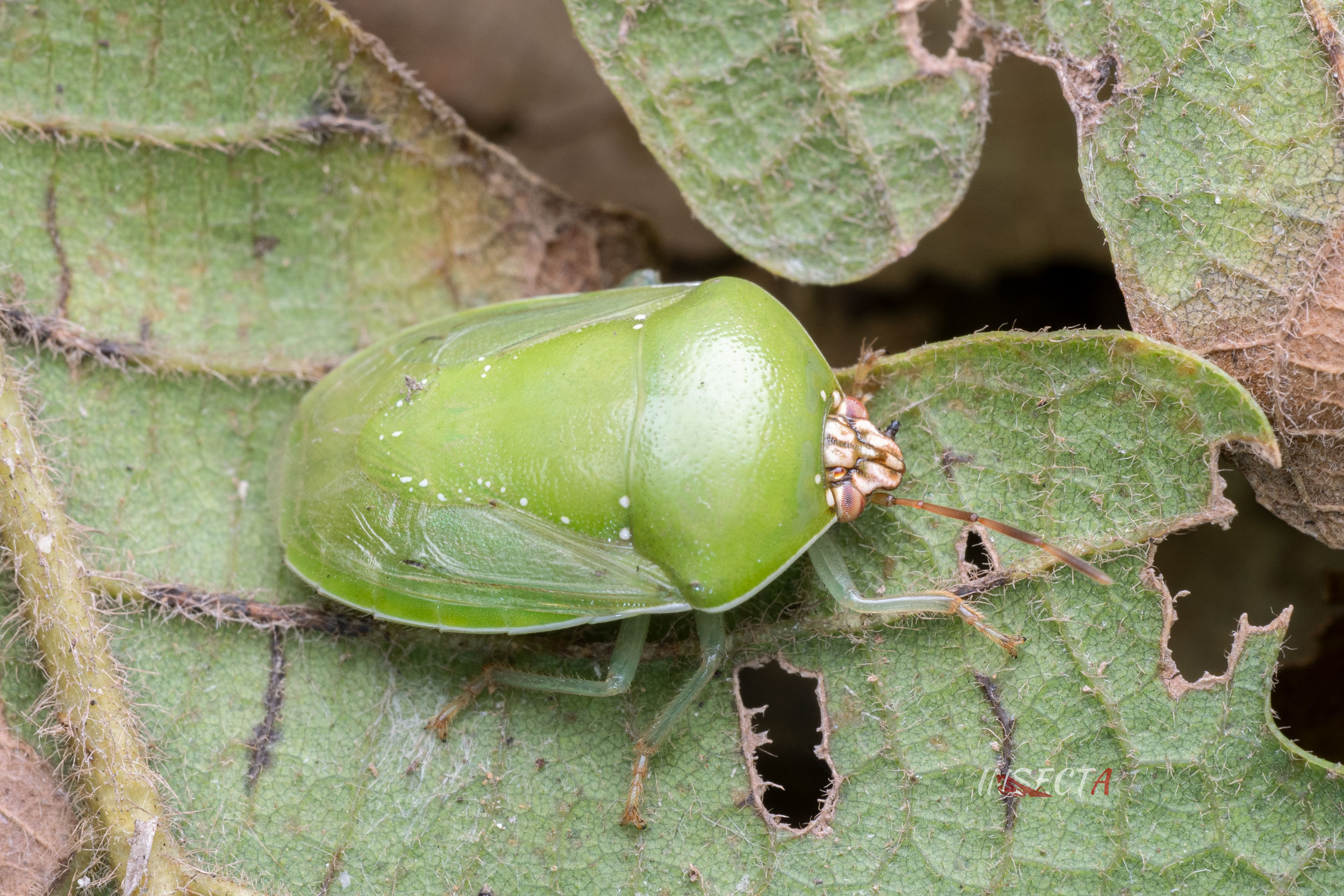 蝽科 Pentatomidae – IISDW