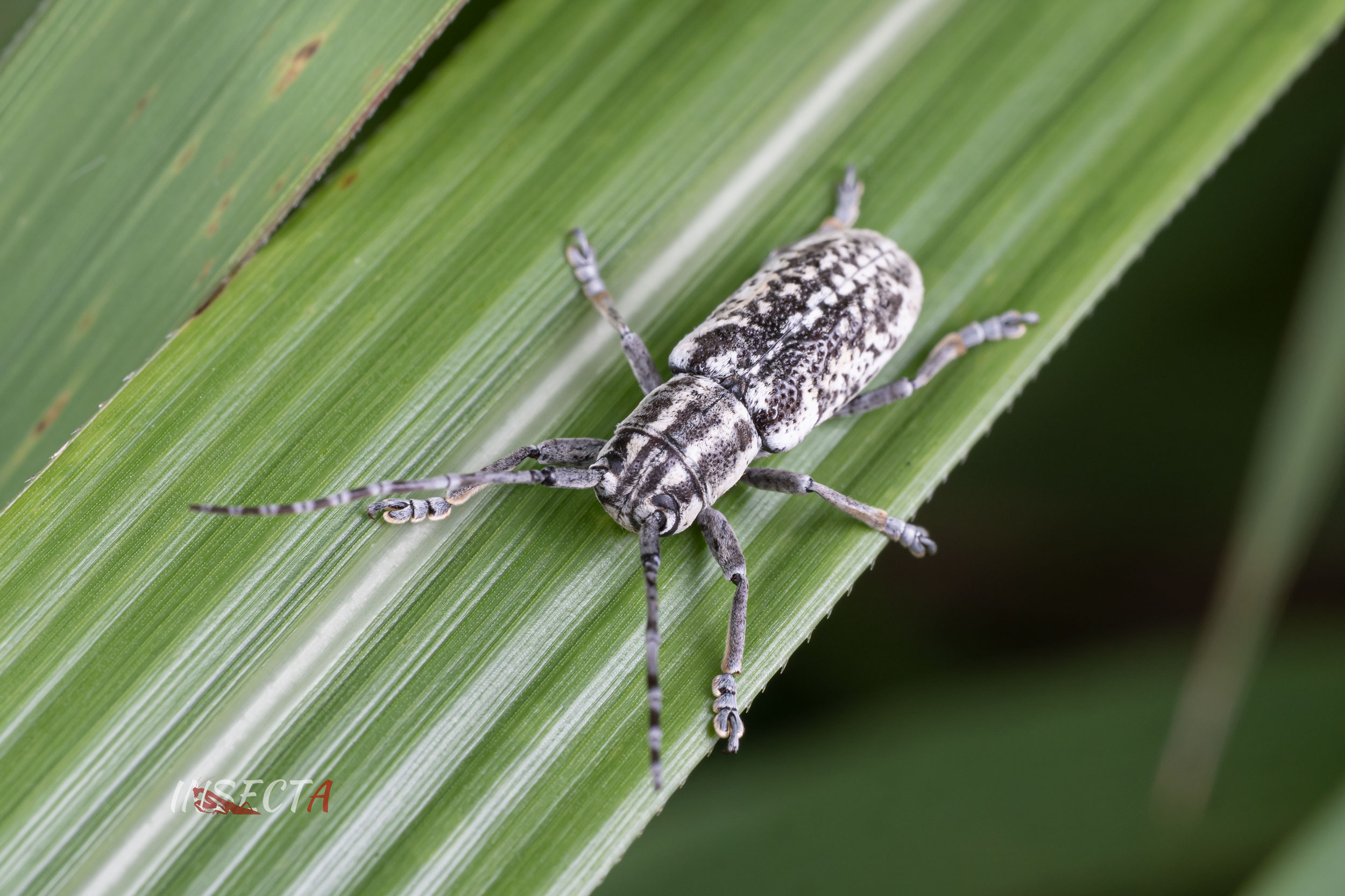 天牛科 Cerambycidae – IISDW
