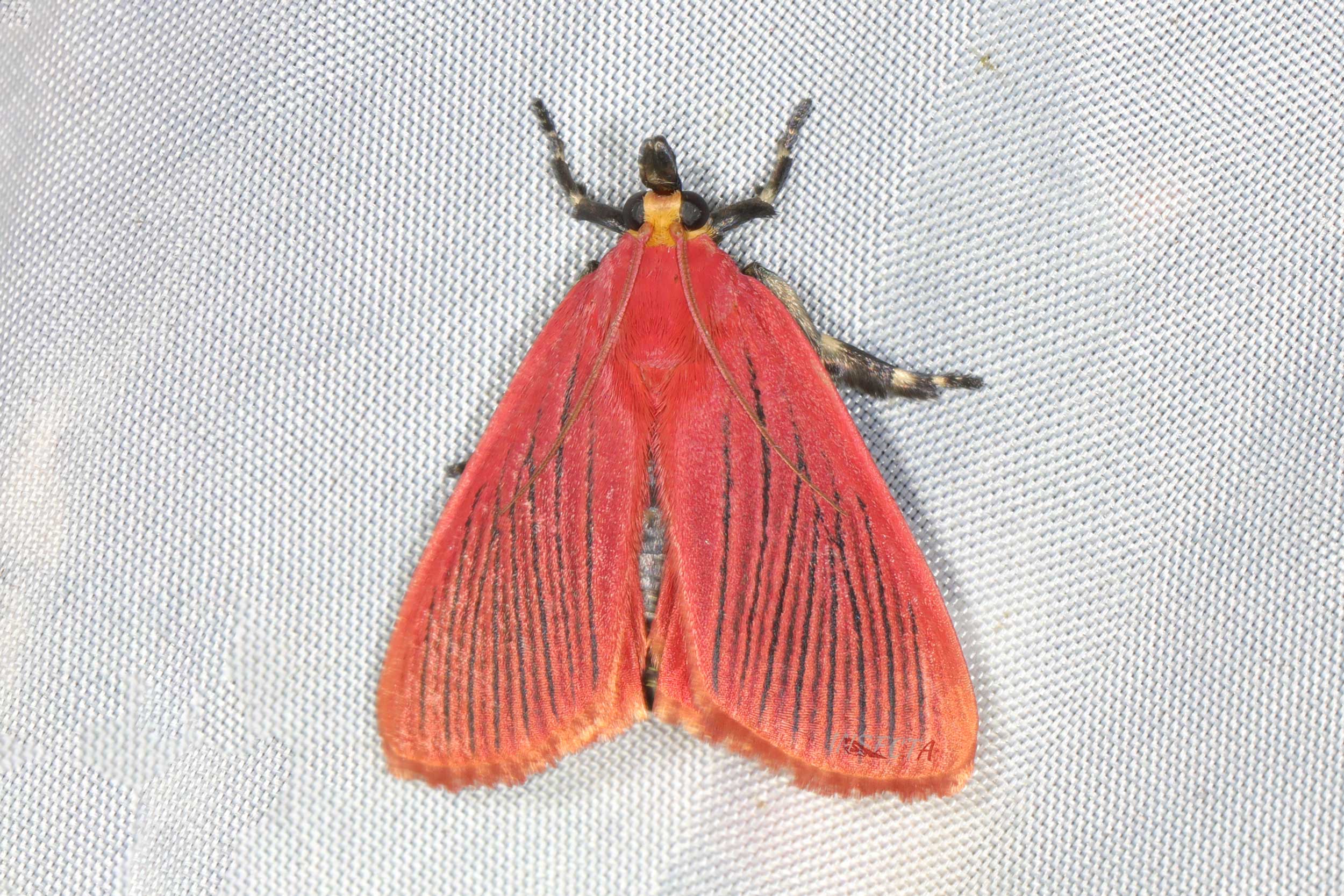 螟蛾科 Pyralidae – IISDW
