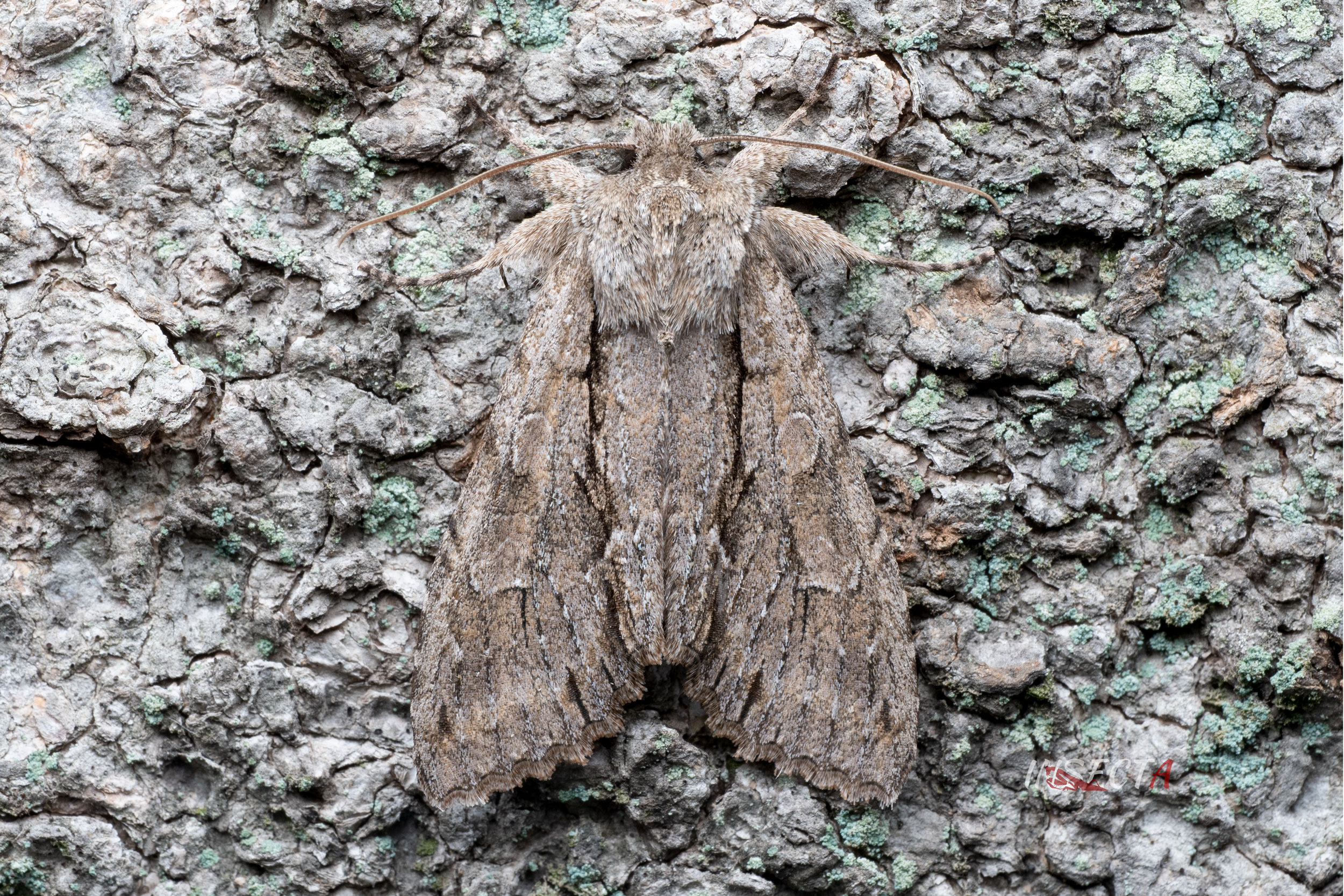 Palaearctic Realm (古北界) – 第 11 页 – IISDW