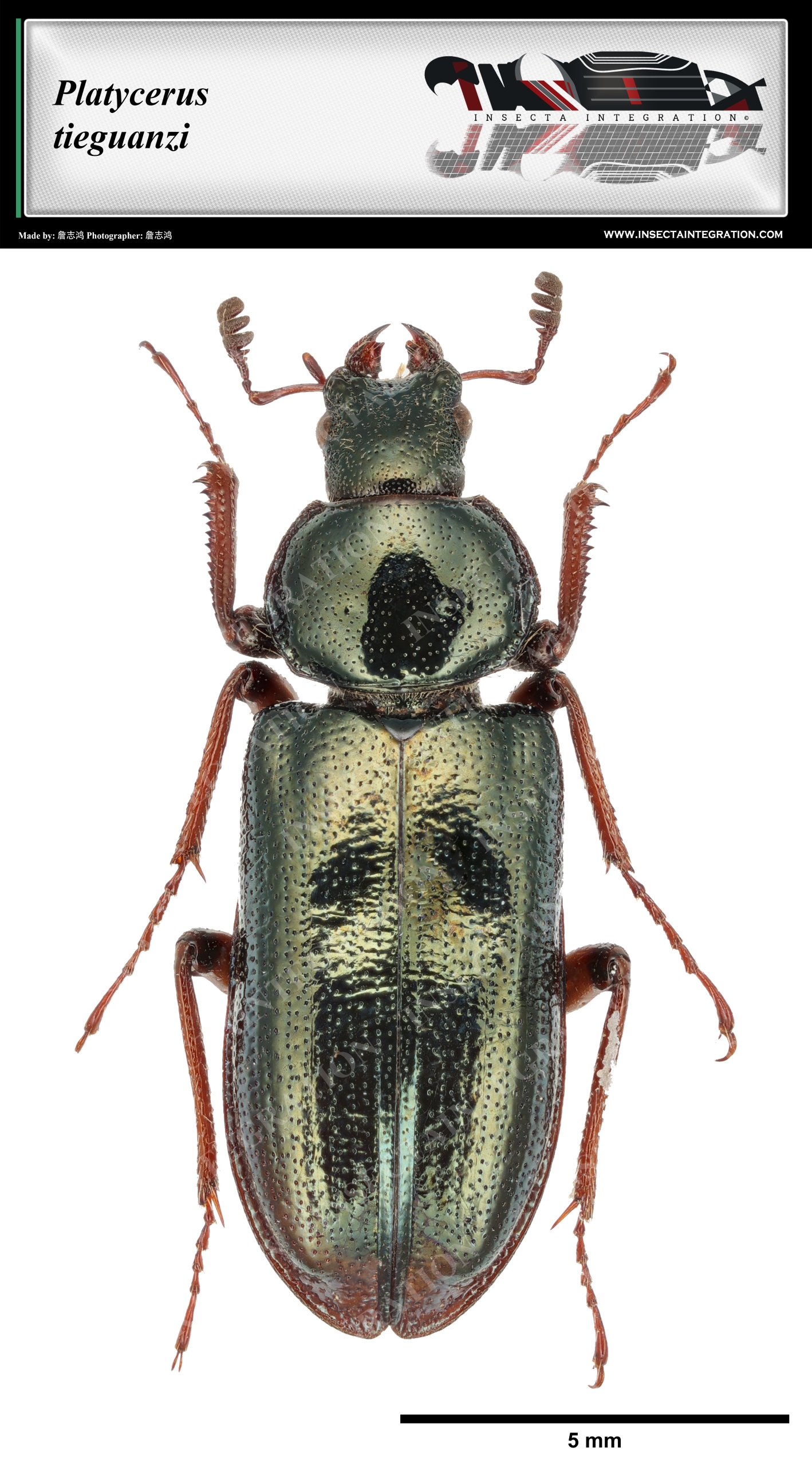 峨眉琉璃锹甲 Platycerus tieguanzi – IISDW