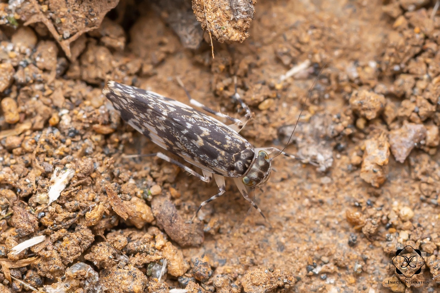 重啮科 Amphientomidae – IISDW