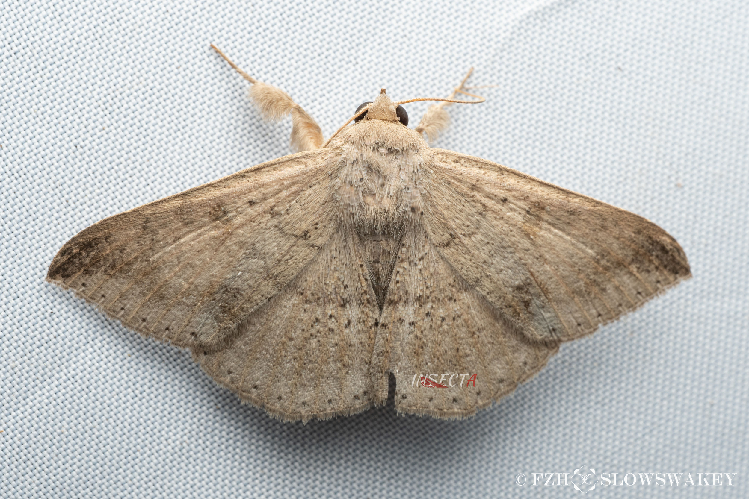 南夜蛾属 Ericeia – IISDW