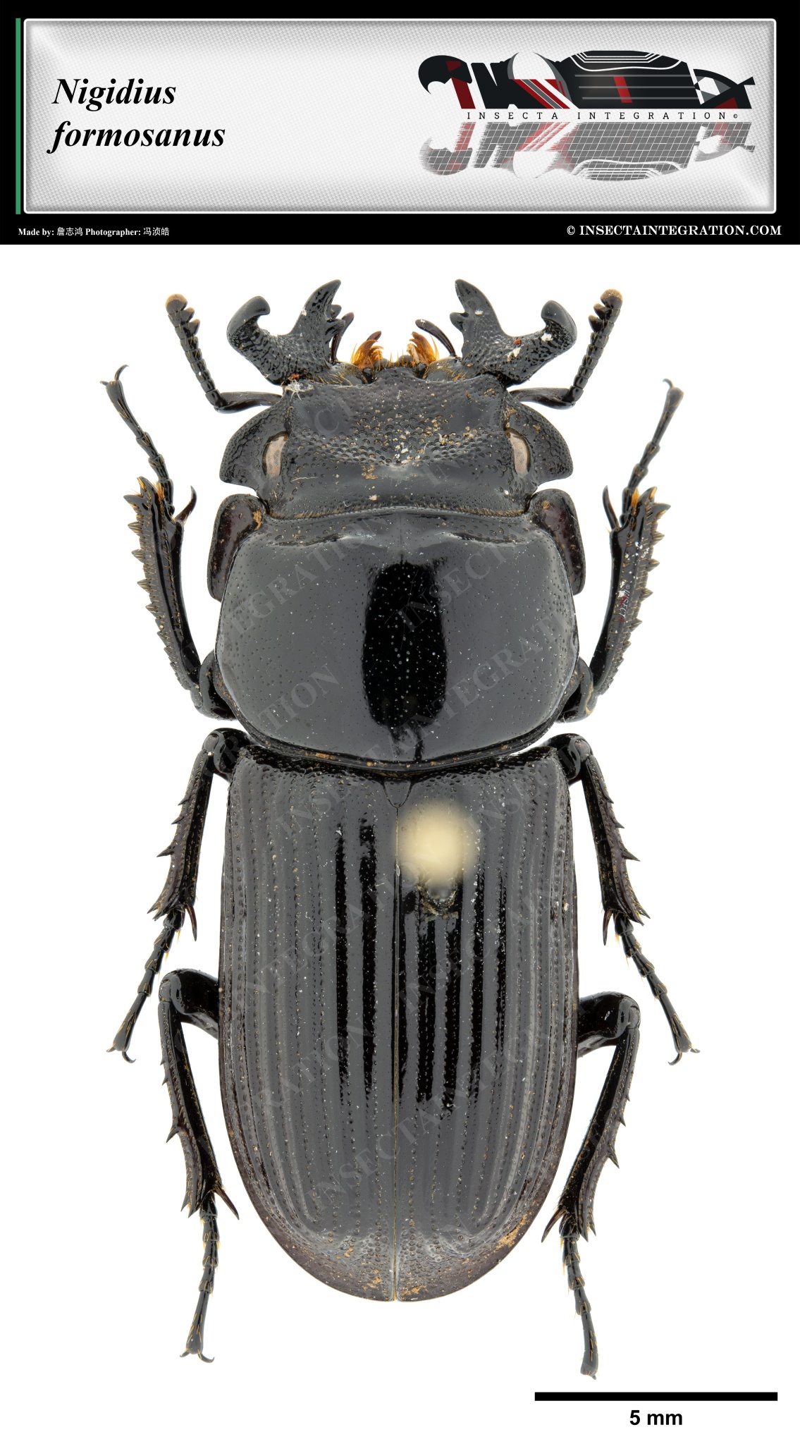IISDW Species With Specimen Images (含有标本照的标本库种类) – IISDW