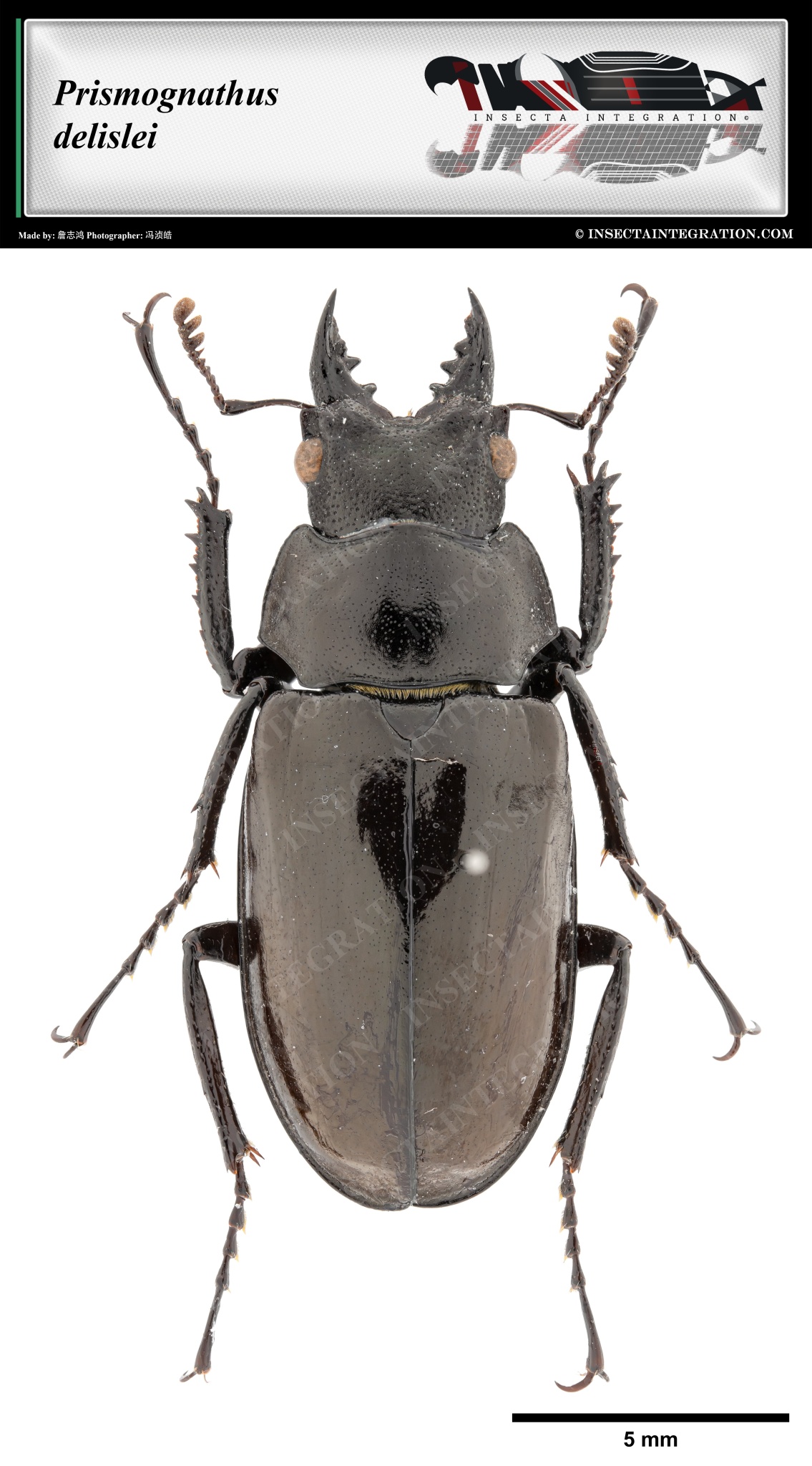 IISDW Species With Specimen Images (含有标本照的标本库种类) – IISDW
