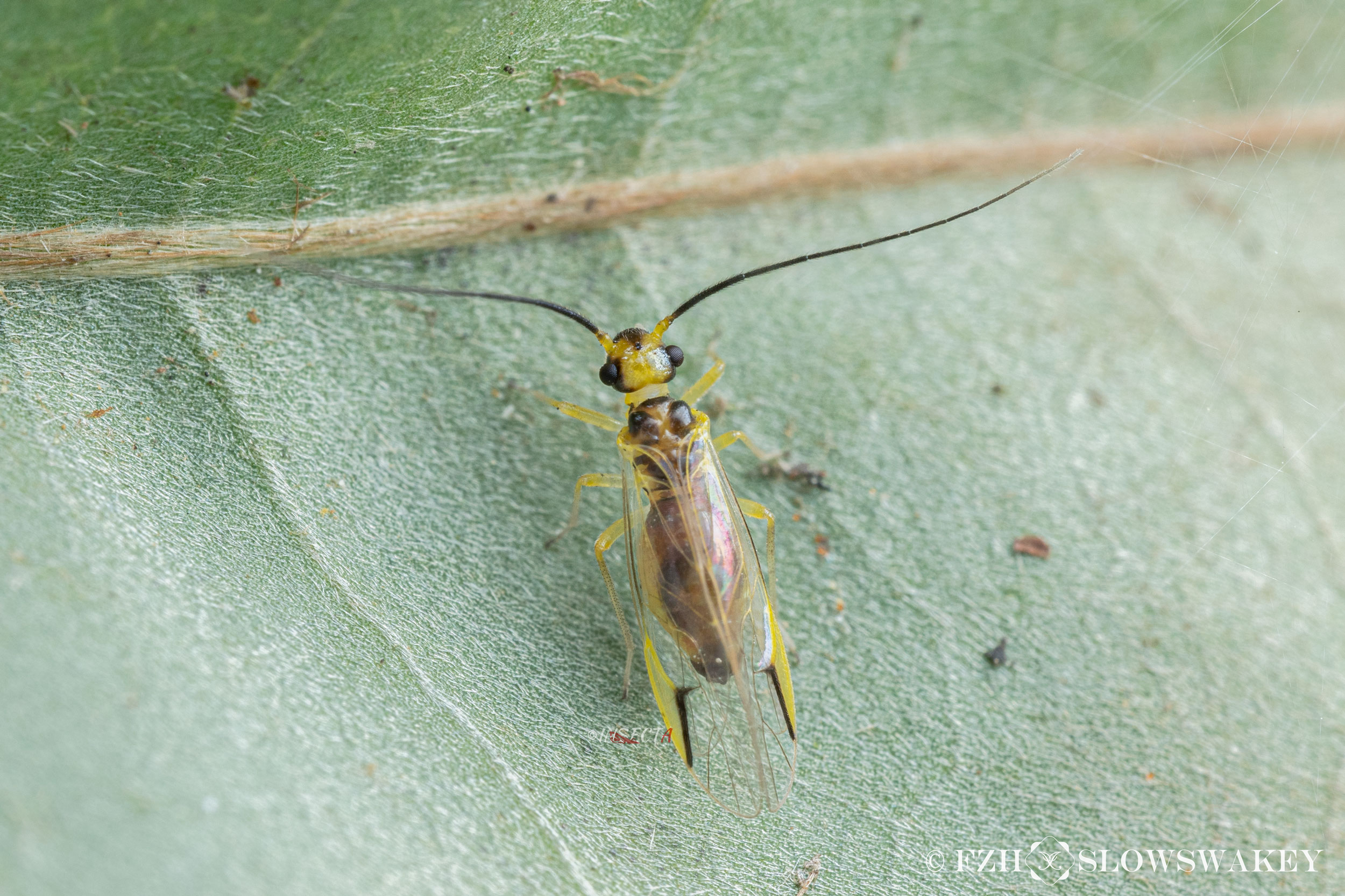 狭啮科 Stenopsocidae – IISDW