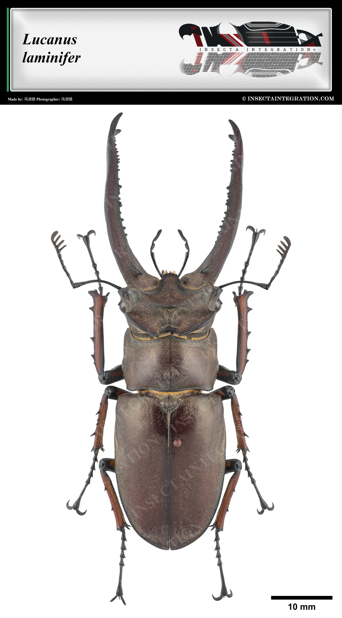 深山锹甲属 Lucanus – IISDW