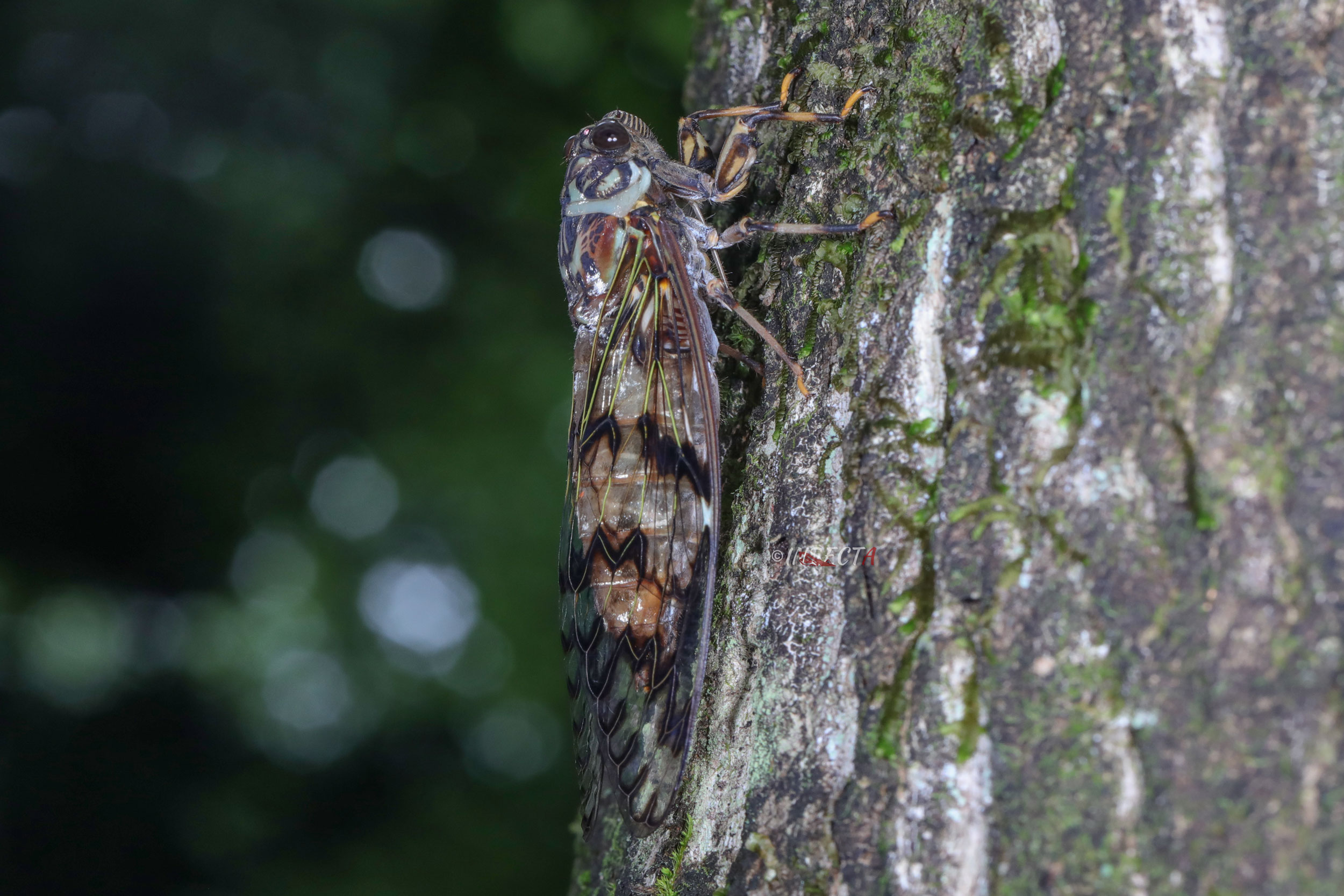 蝉科 Cicadidae – IISDW