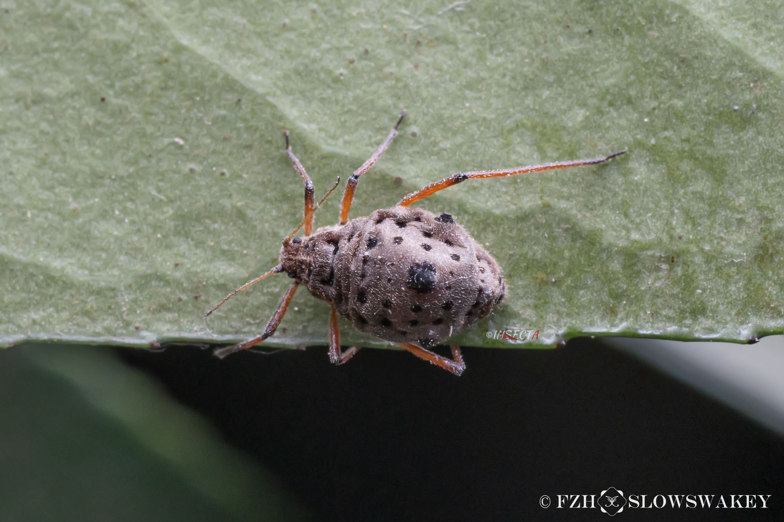 柳瘤大蚜 Tuberolachnus salignus – IISDW