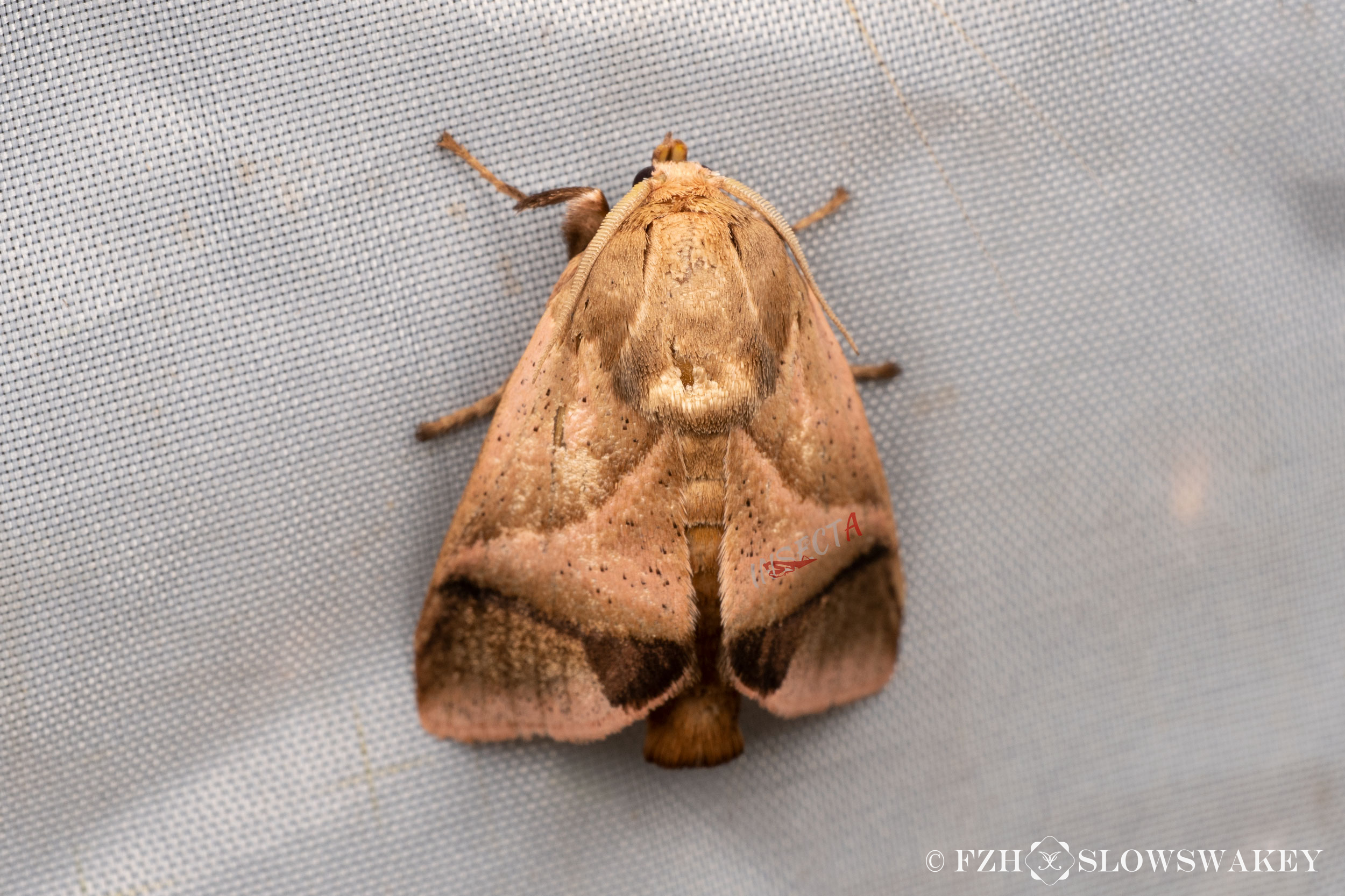 褐刺蛾属 Setora – IISDW