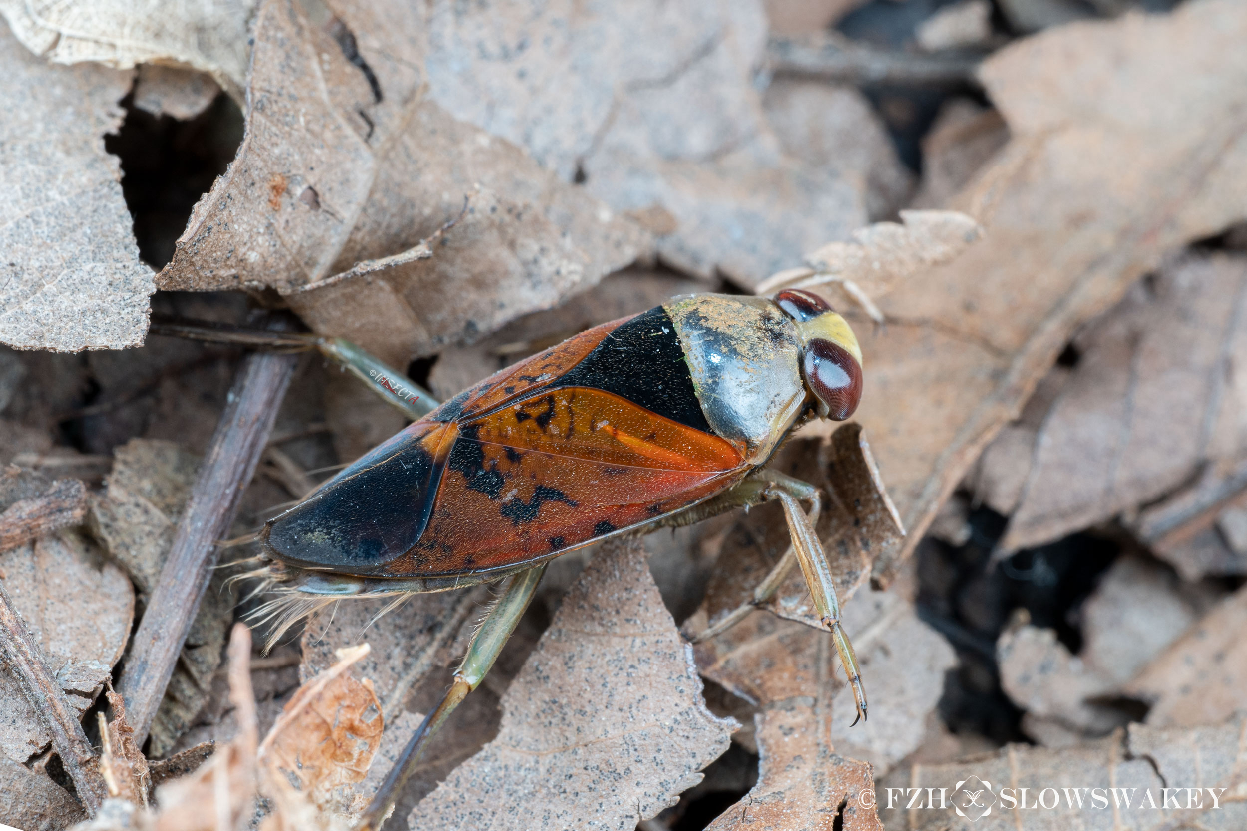 碎斑大仰蝽 Notonecta montandoni – IISDW