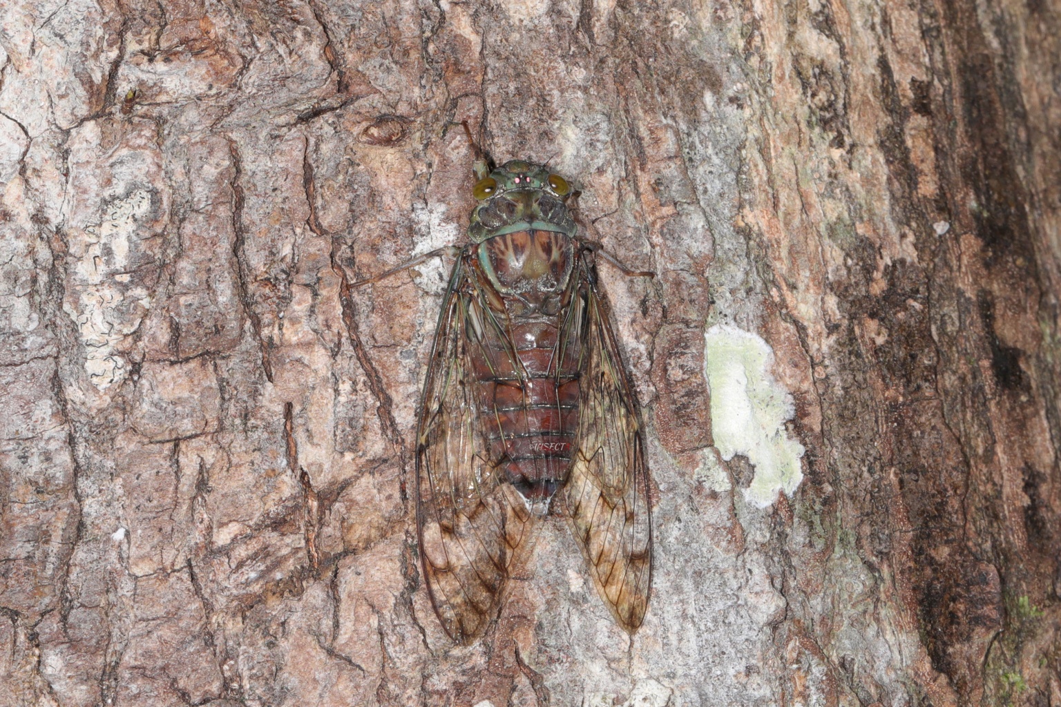 蝉科 Cicadidae – IISDW