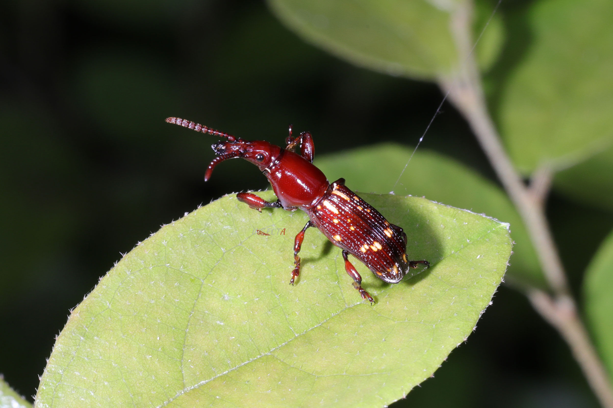 克氏蛮喙锥象 Agriorrhynchus klapperichi – IISDW