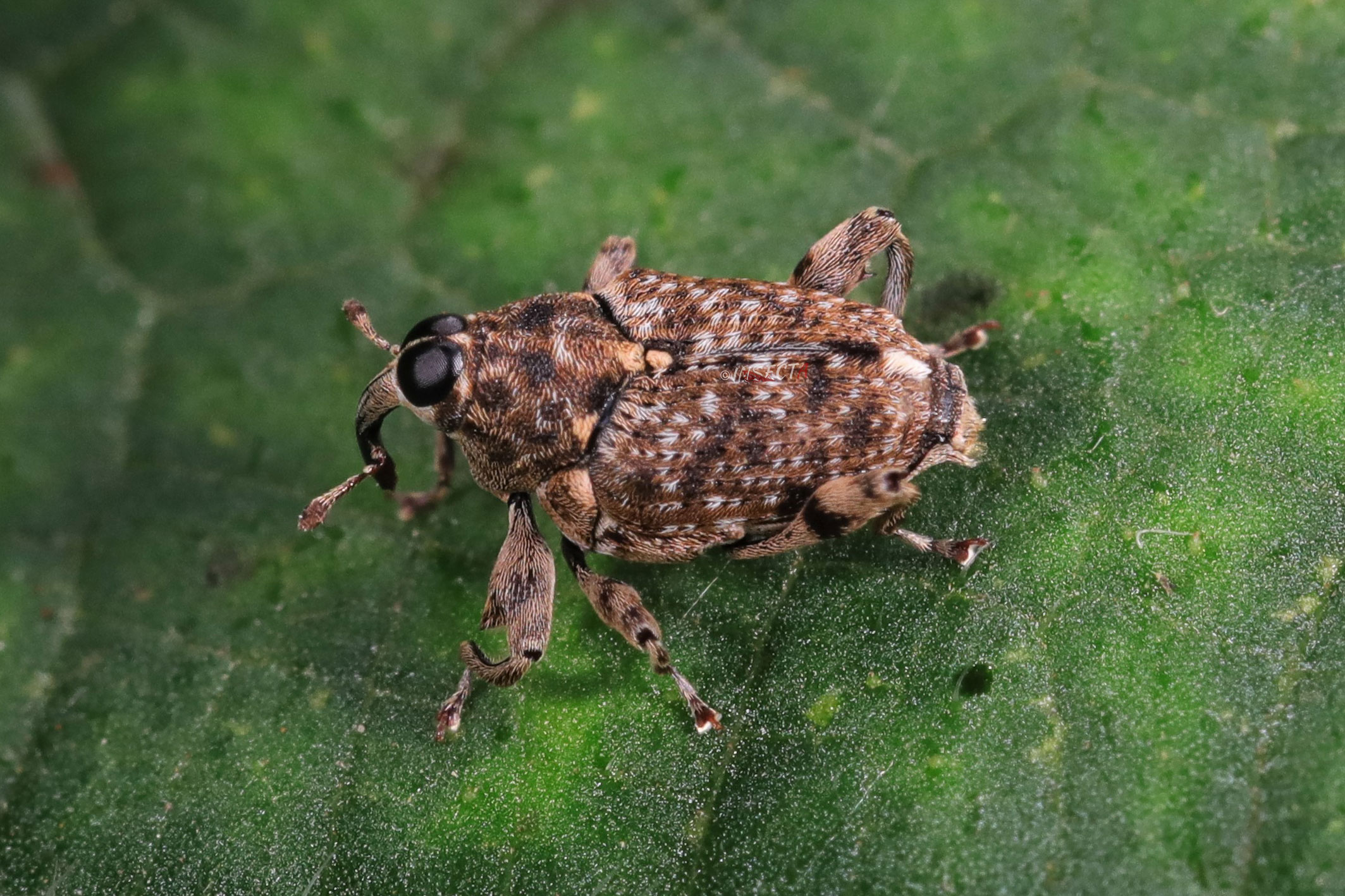 象甲科 Curculionidae – IISDW