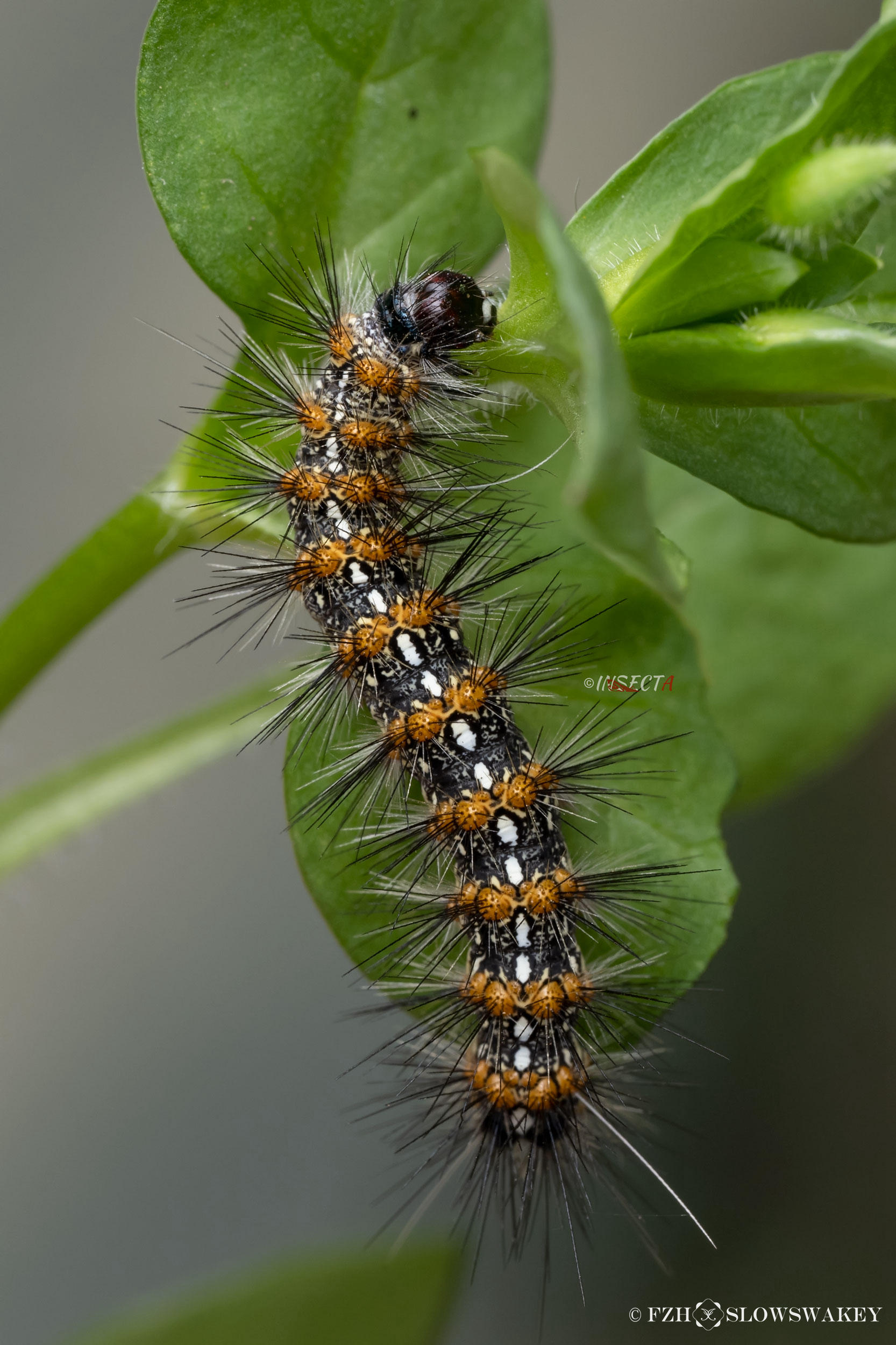 奇特望灯蛾 Lemyra imparilis – IISDW