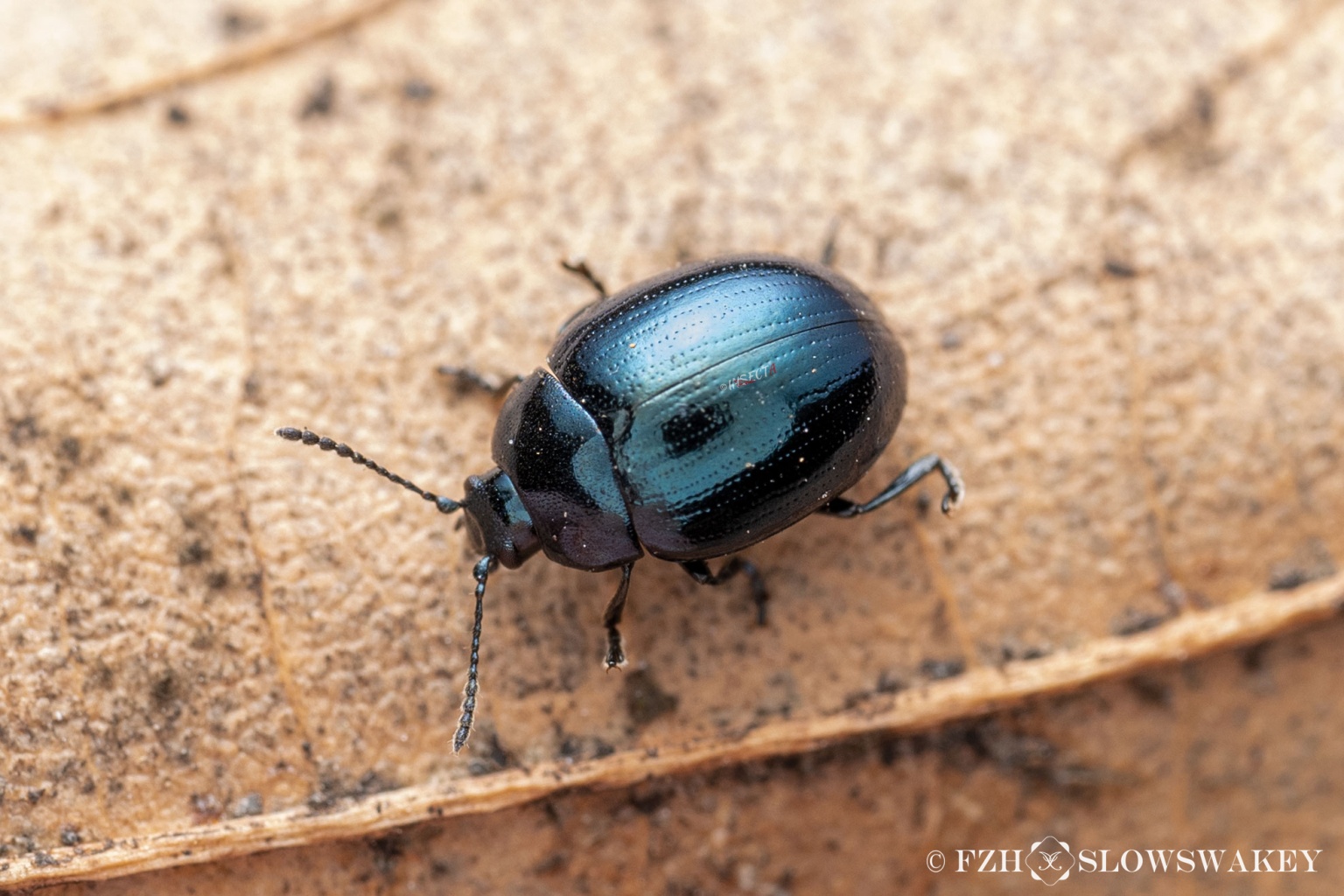 猿叶甲属 Phaedon – IISDW