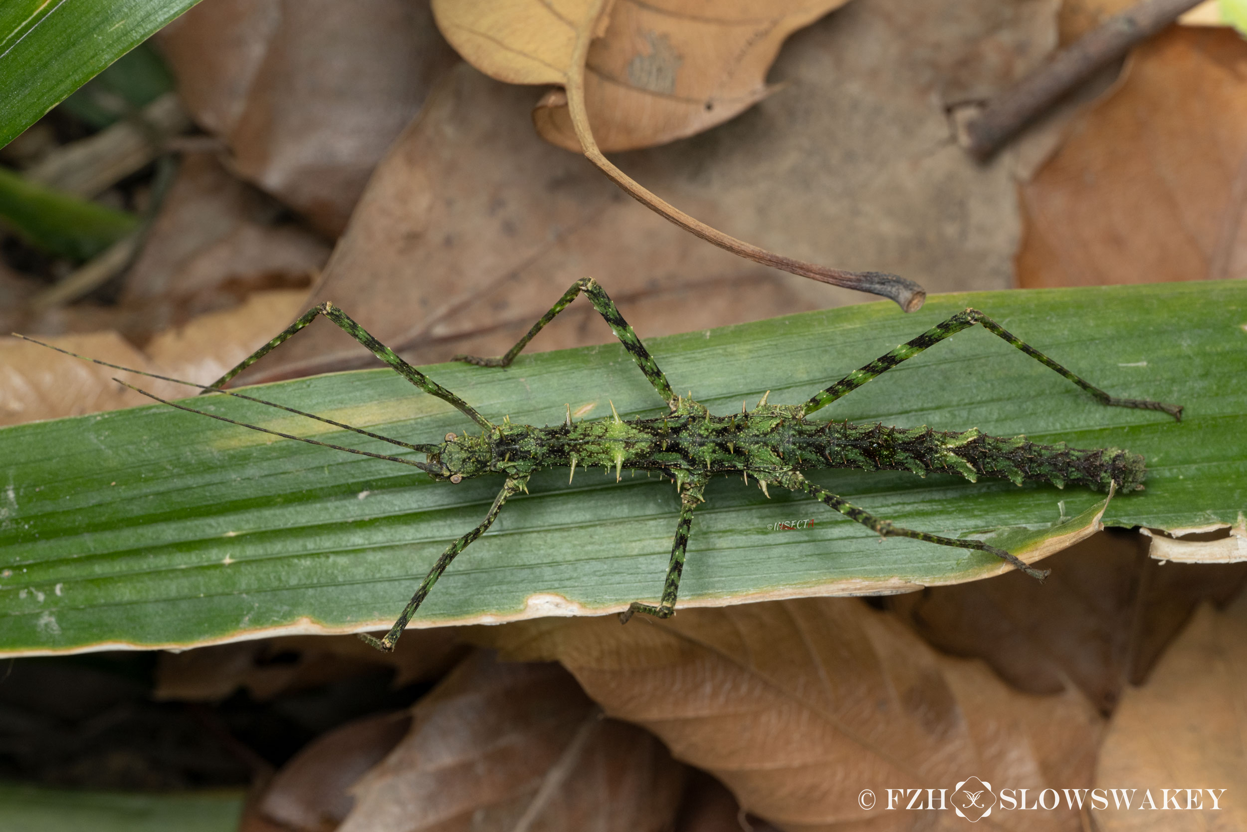 长角棒䗛科 Lonchodidae – IISDW