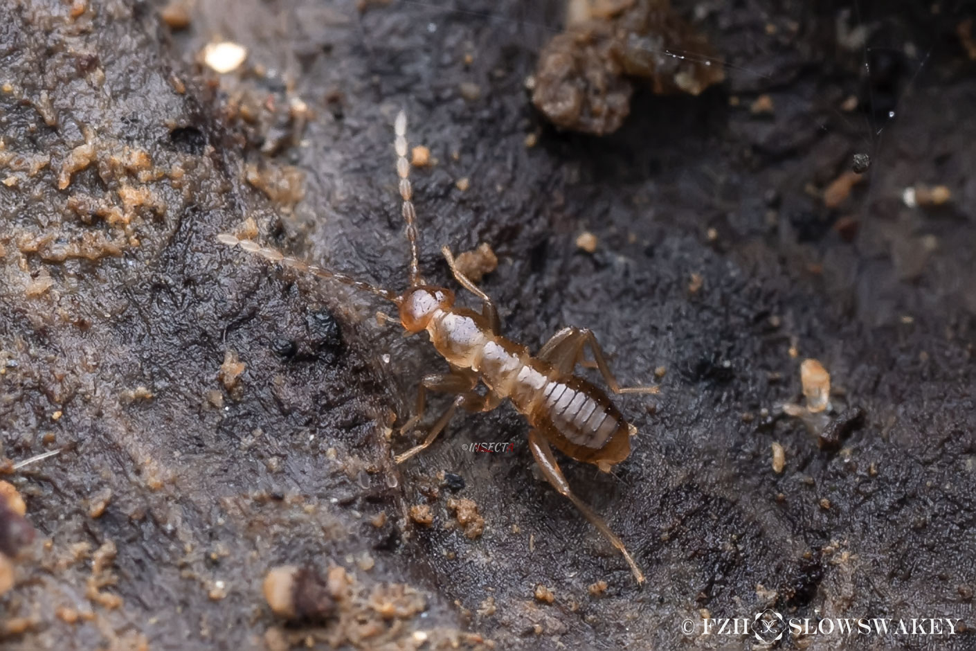 缺翅虫科 Zorotypidae – IISDW