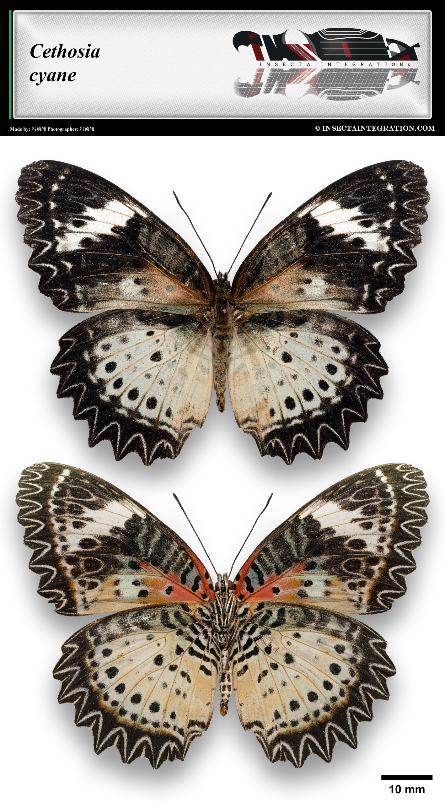 IISDW Species With Specimen Images (含有标本照的标本库种类) – IISDW