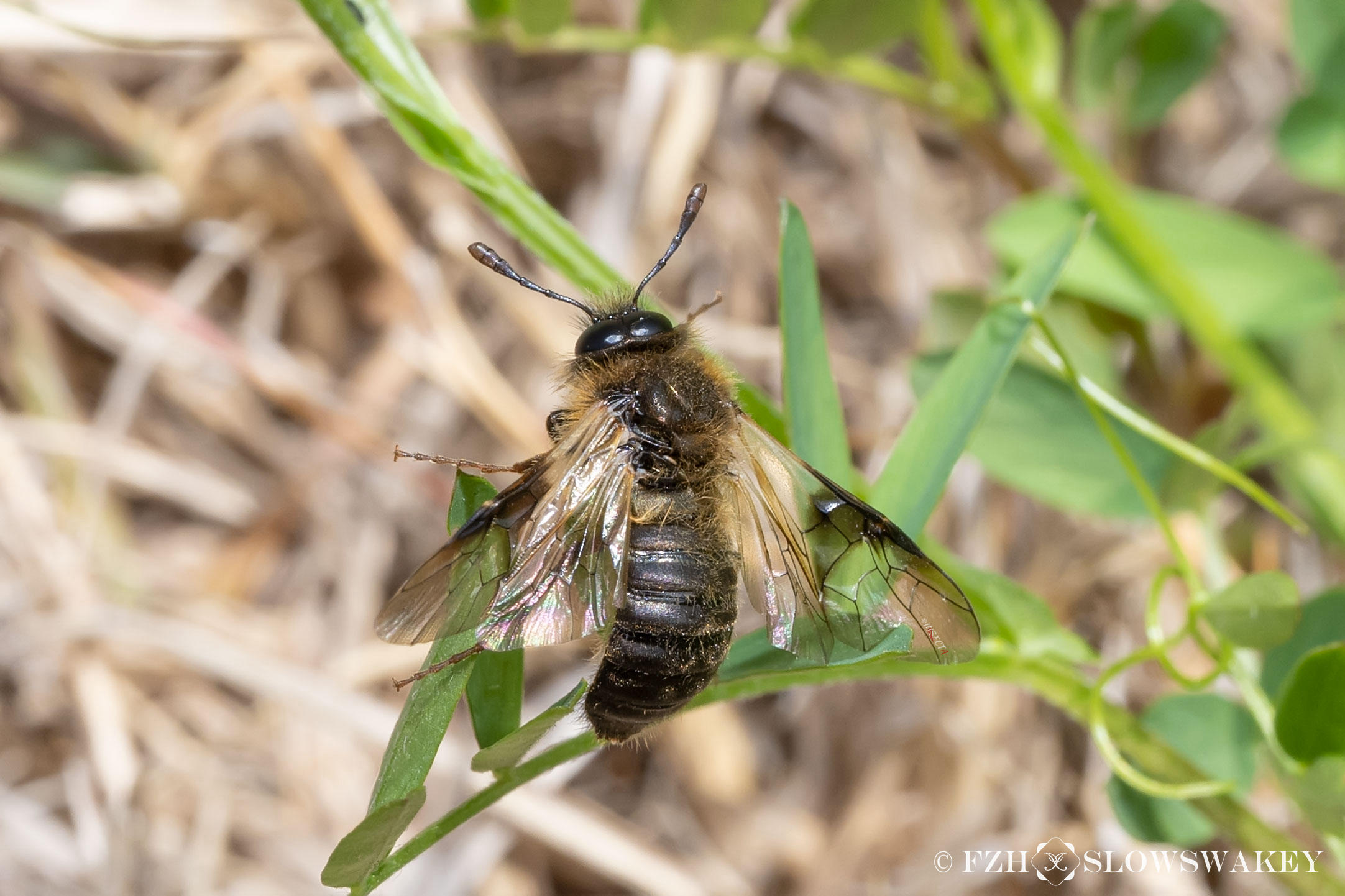 锤角叶蜂科 Cimbicidae – IISDW