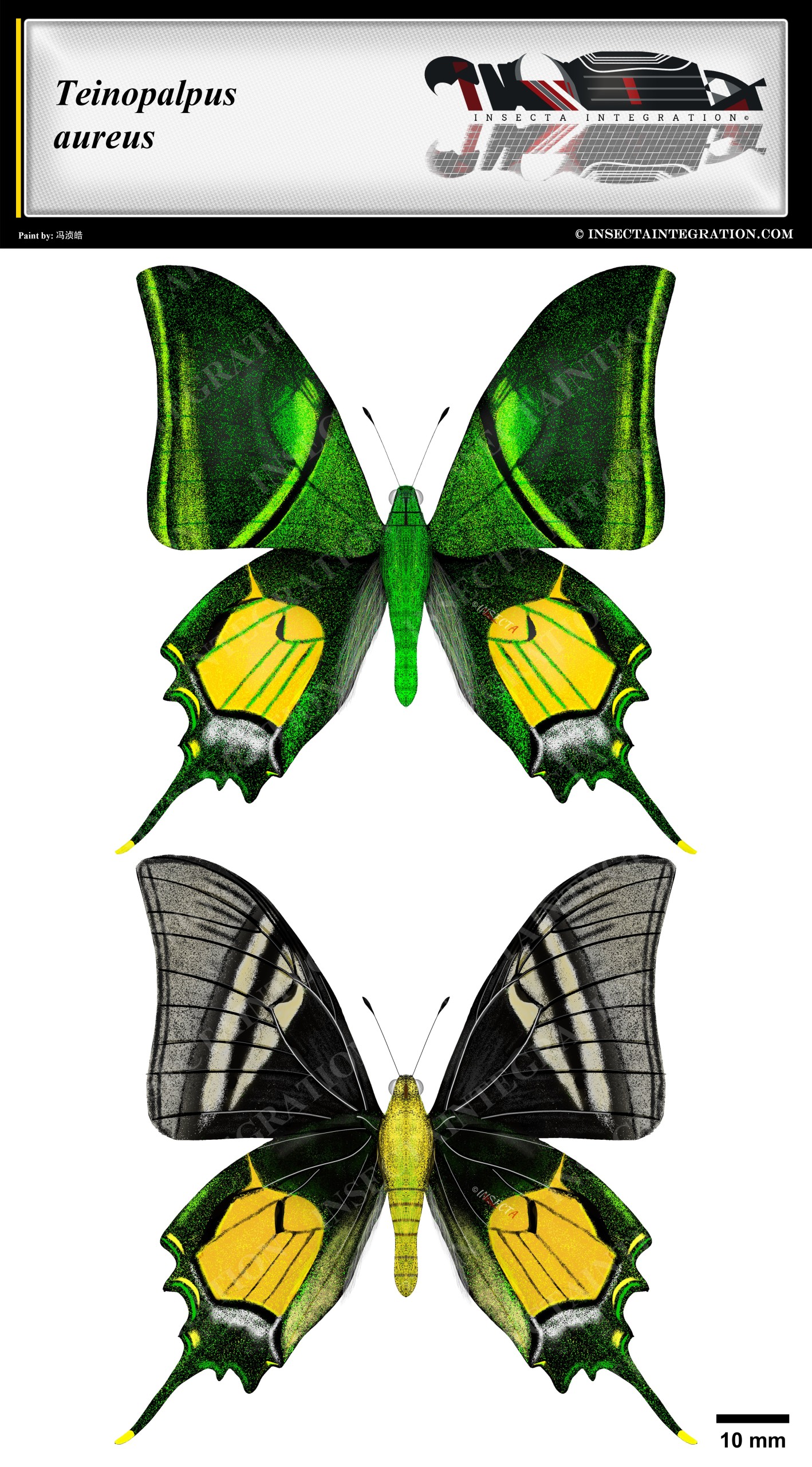 金斑喙凤蝶 Teinopalpus aureus – IISDW