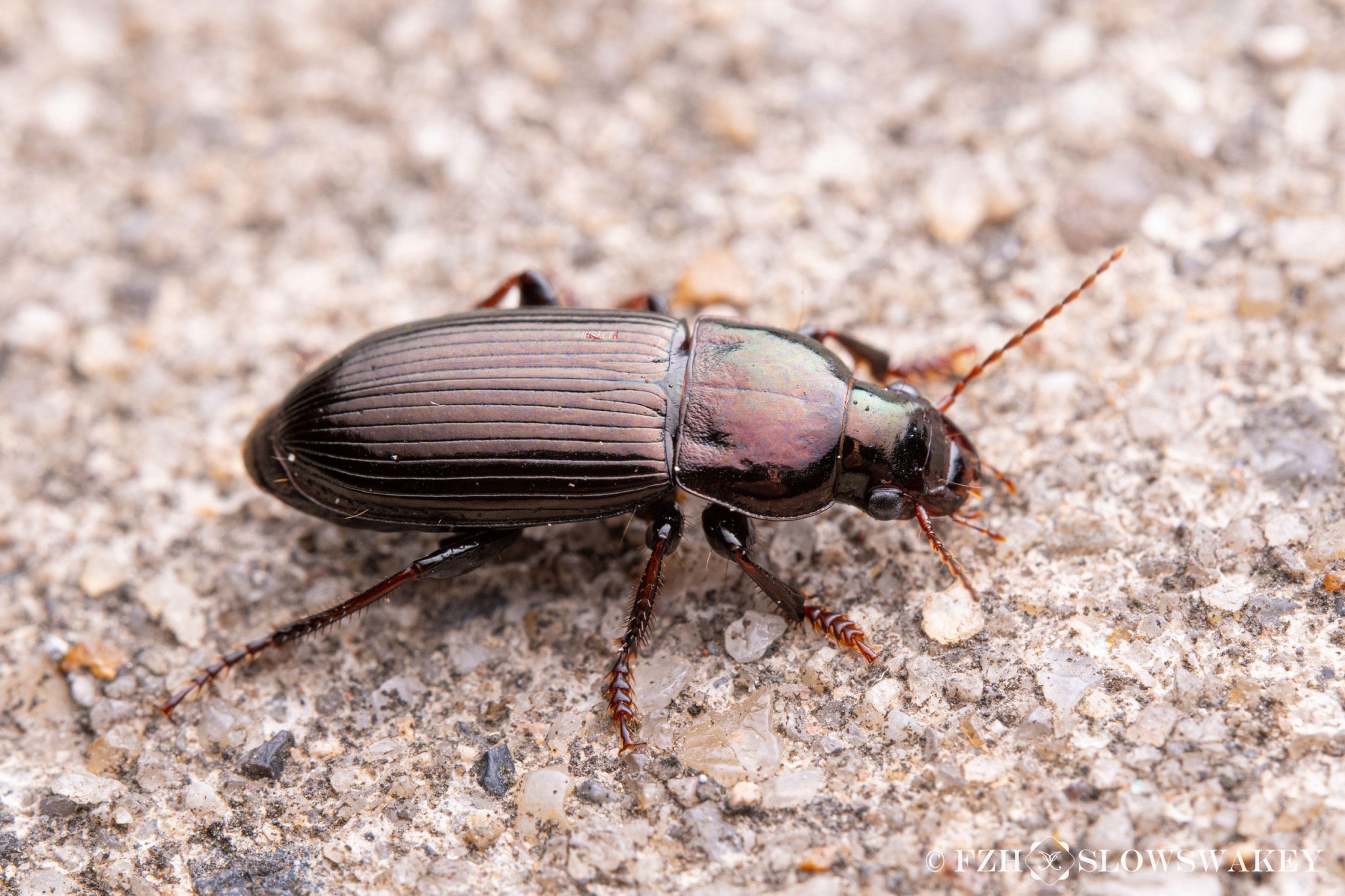 婪步甲属 Harpalus – IISDW