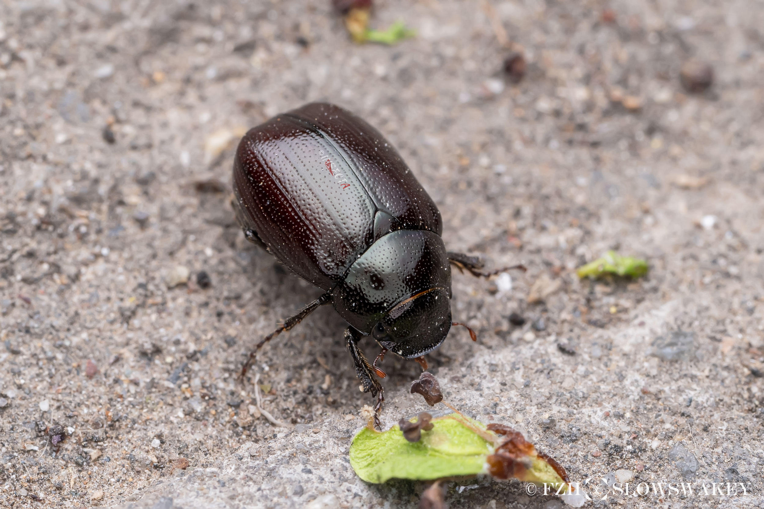 铜绿阿鳃金龟 Apogonia cupreoviridis – IISDW
