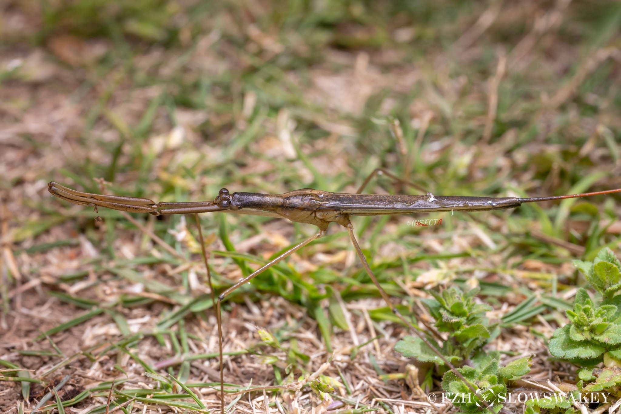 蝎蝽科 Nepidae – IISDW