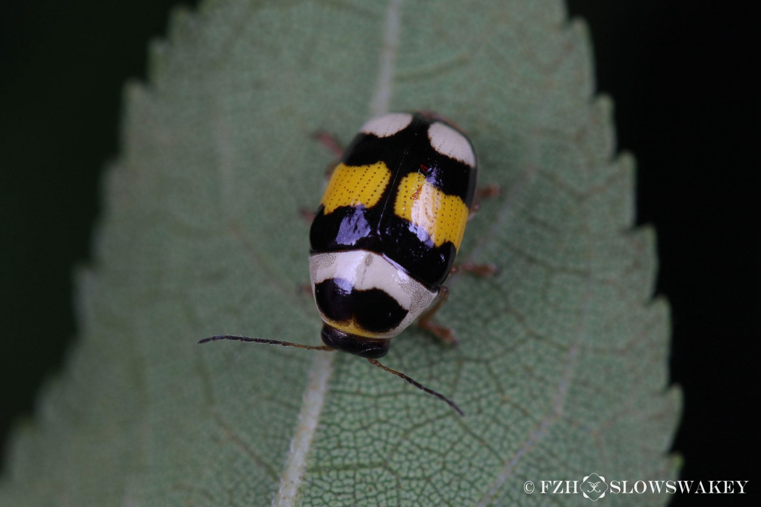 隐头叶甲属 Cryptocephalus – IISDW
