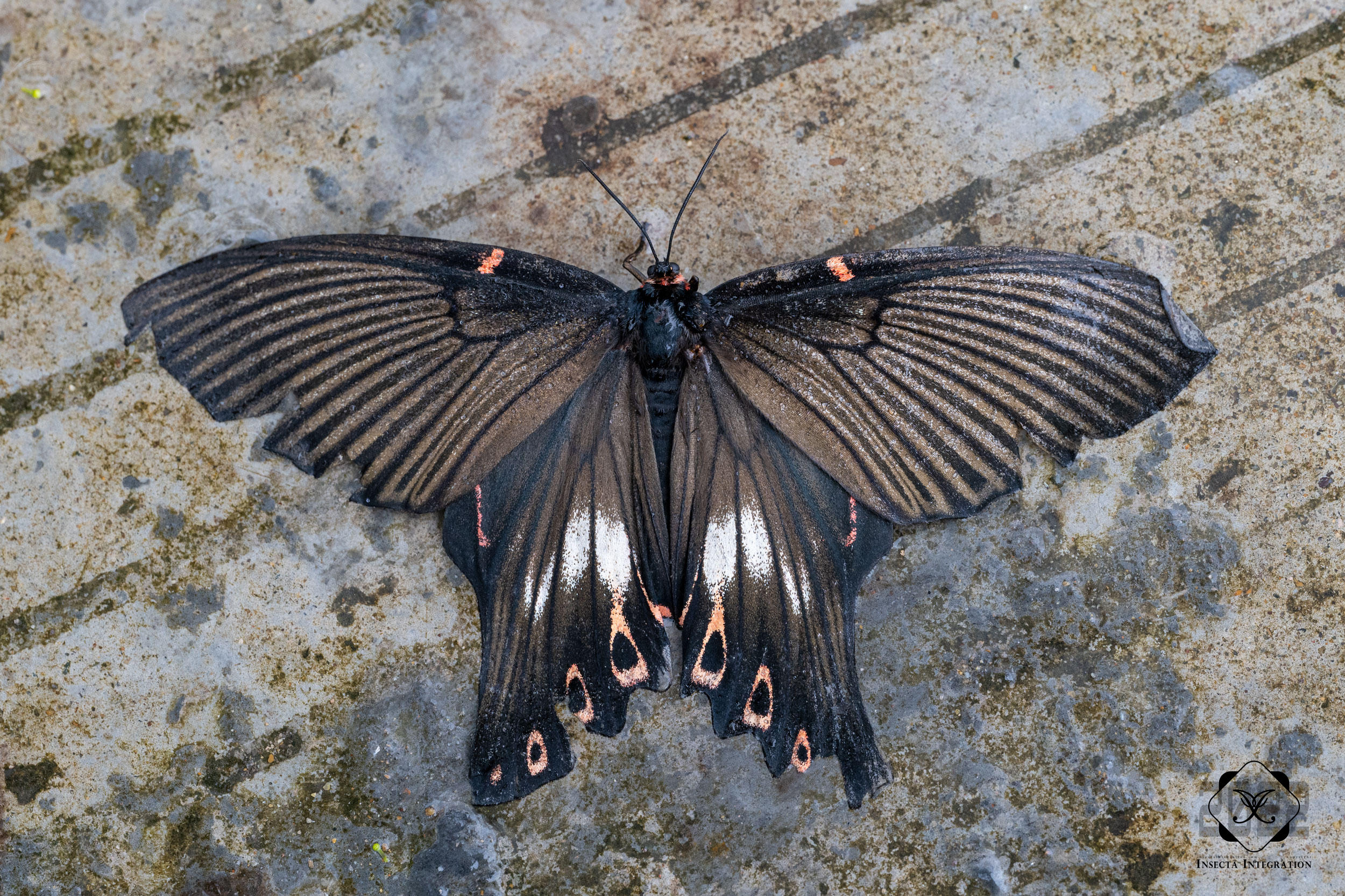 凤蛾属 Epicopeia – IISDW